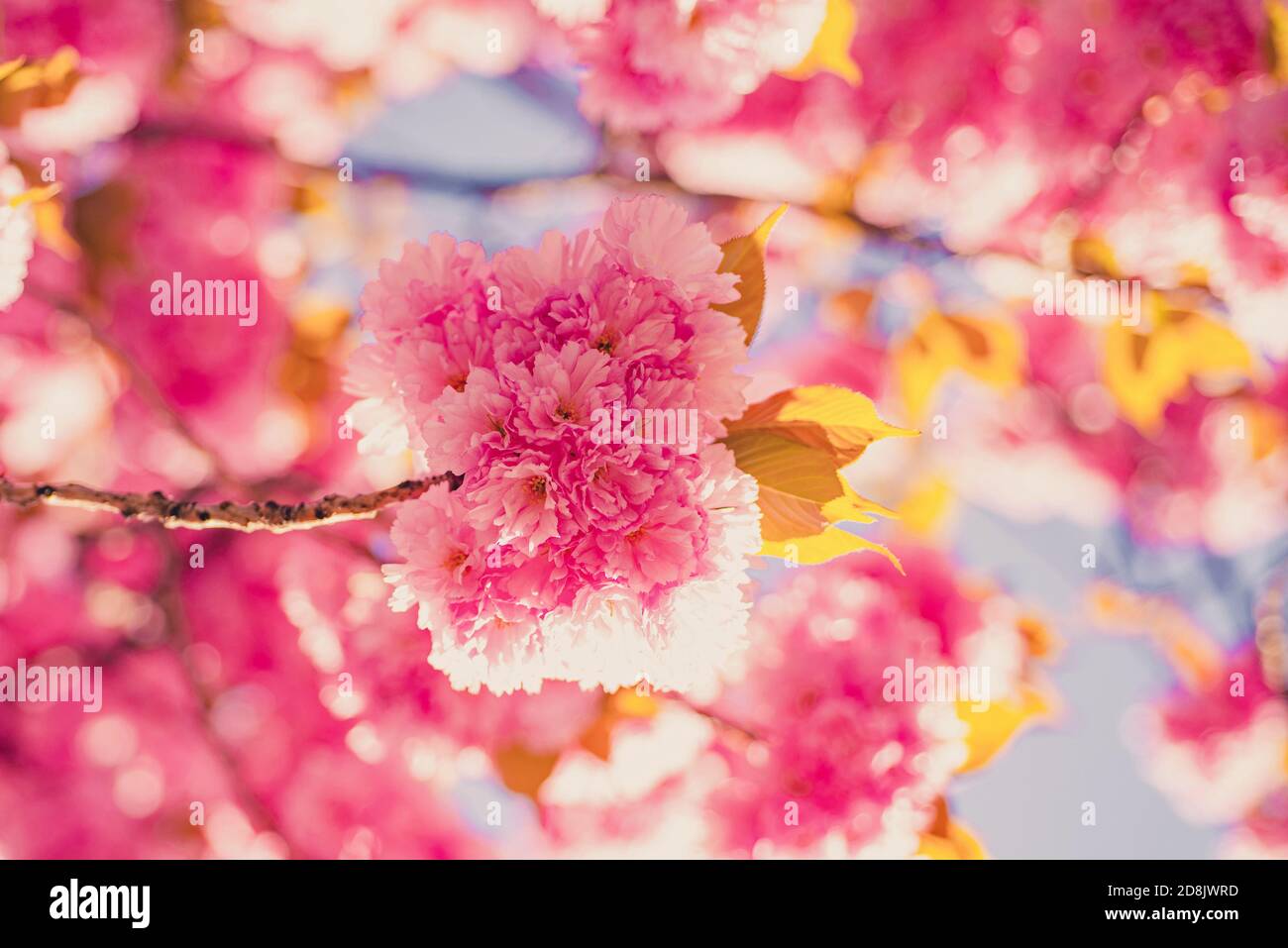 Cherry blossom. Sacura cherry-tree. Branch delicate spring flowers ...