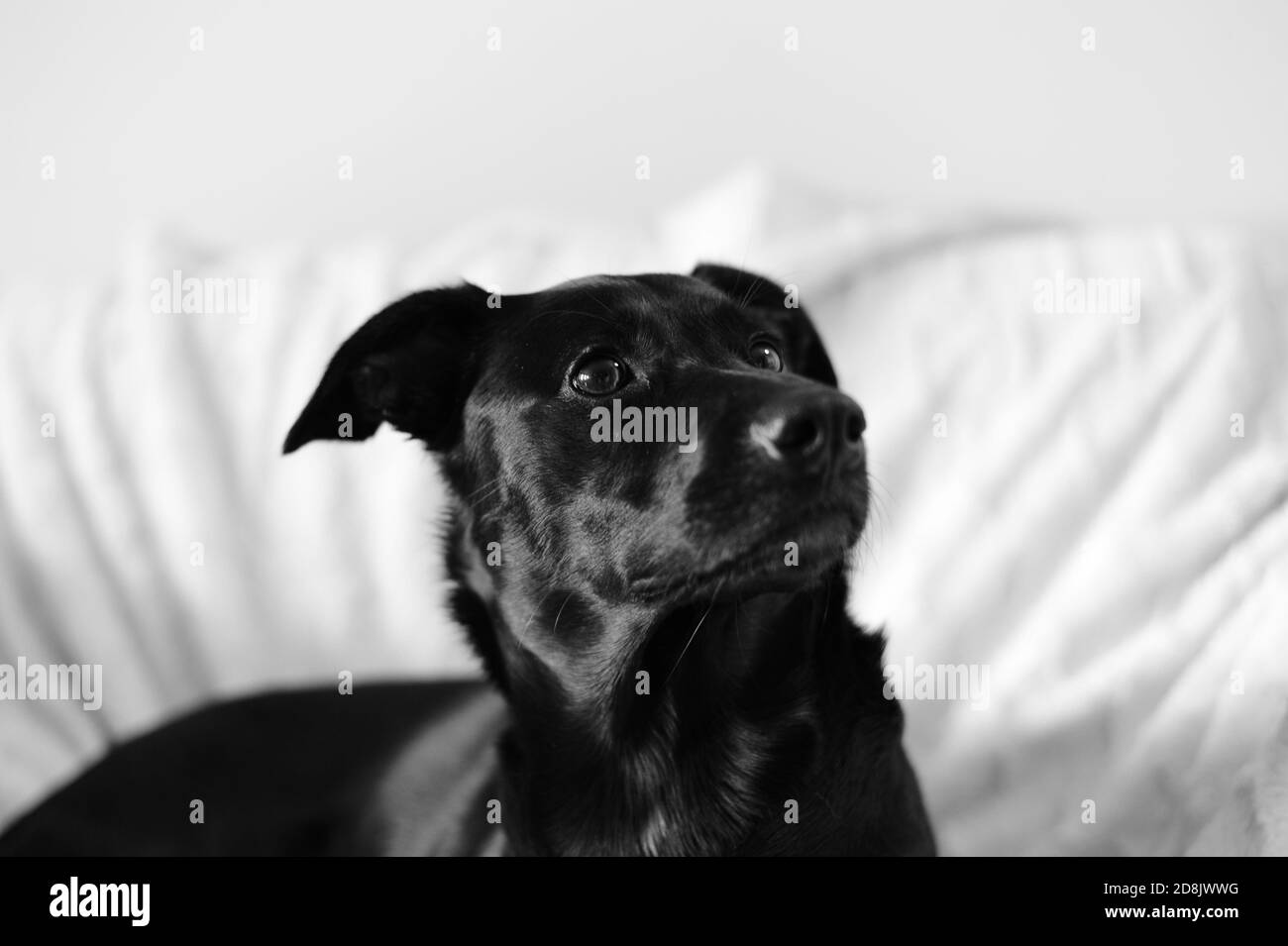 Brazilian street dog hi-res stock photography and images - Alamy