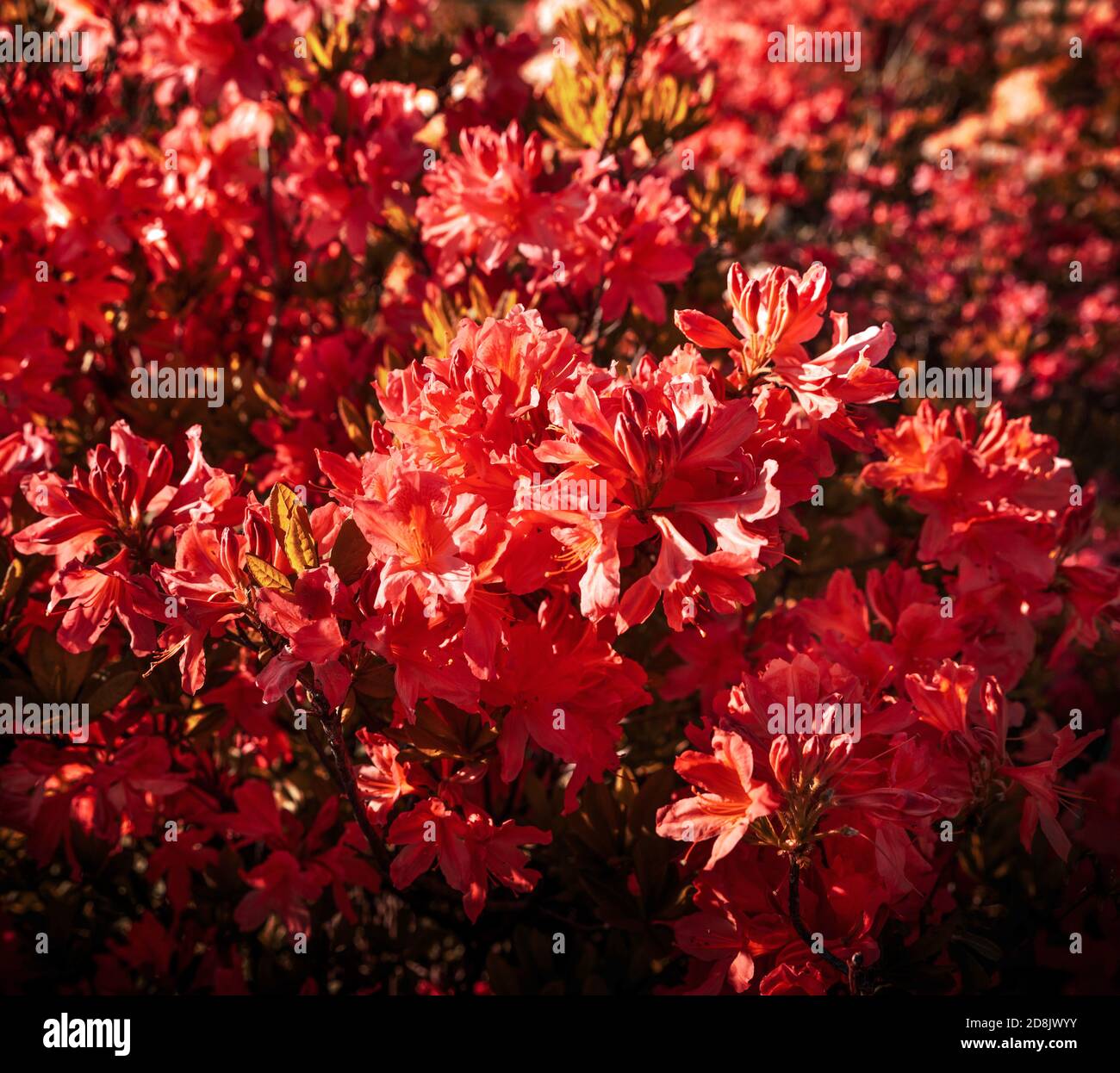 Red rhododendron plants in bloom. Azalea bushes in the park ...