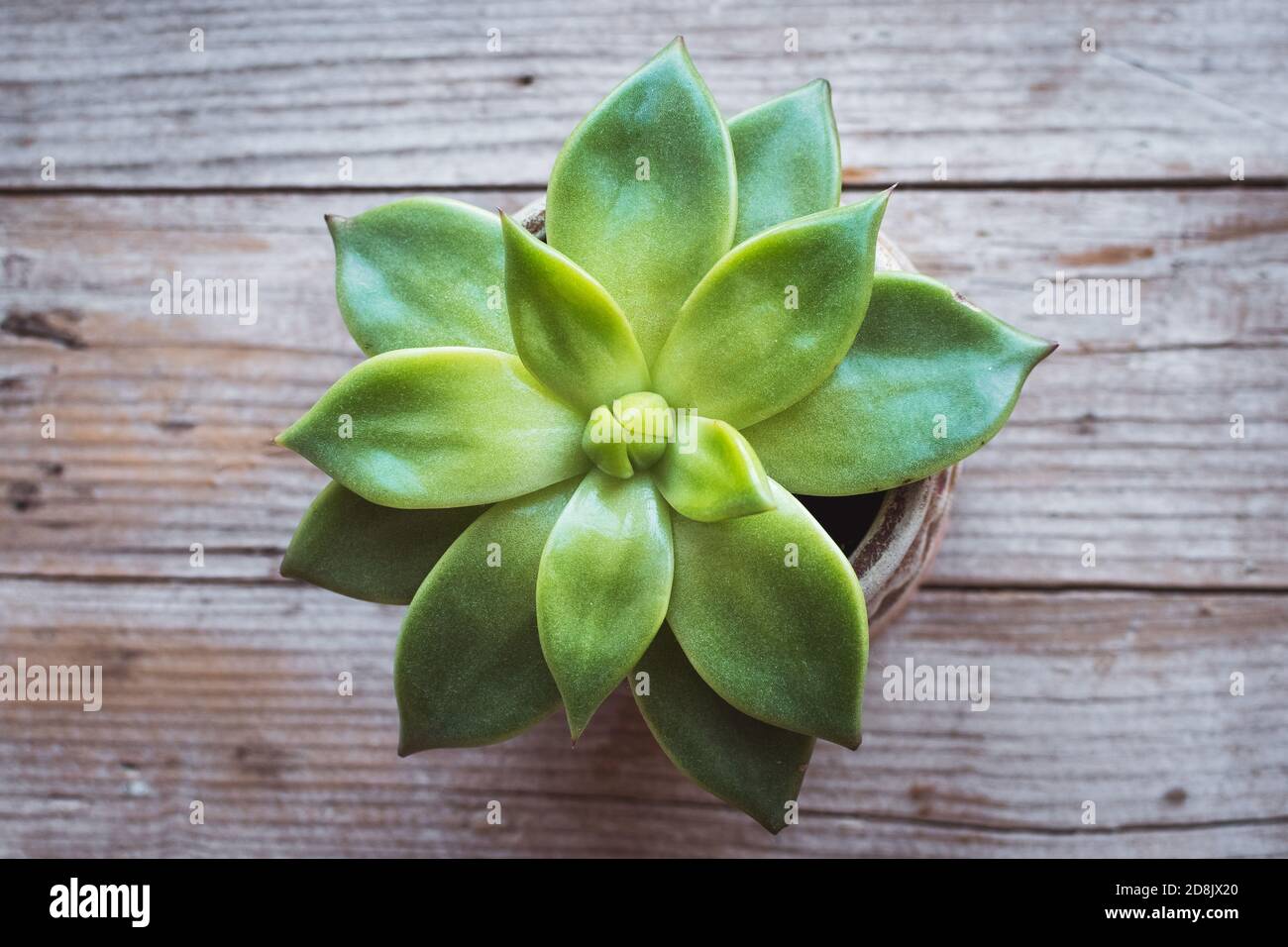 Rosette leave arrangement hi-res stock photography and images - Alamy