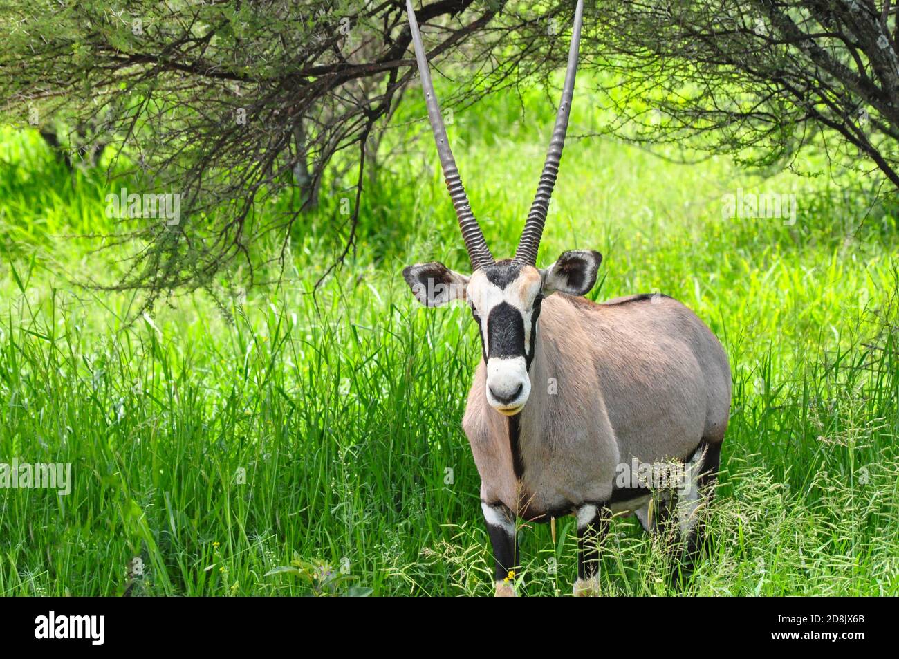 African gemsbok or Orix antelope grazing, South Africa, game reserve ...