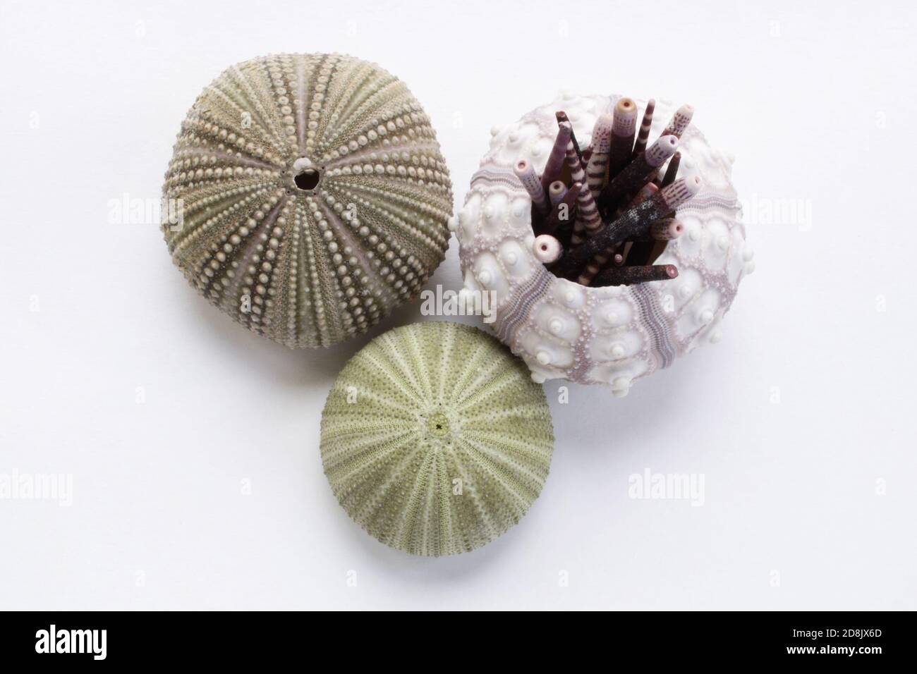 Shell with spines hi-res stock photography and images - Alamy