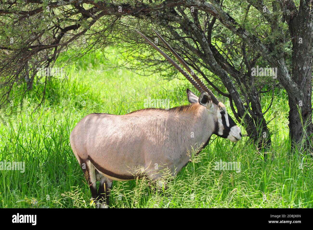 African gemsbok or Orix antelope grazing, South Africa, game reserve ...