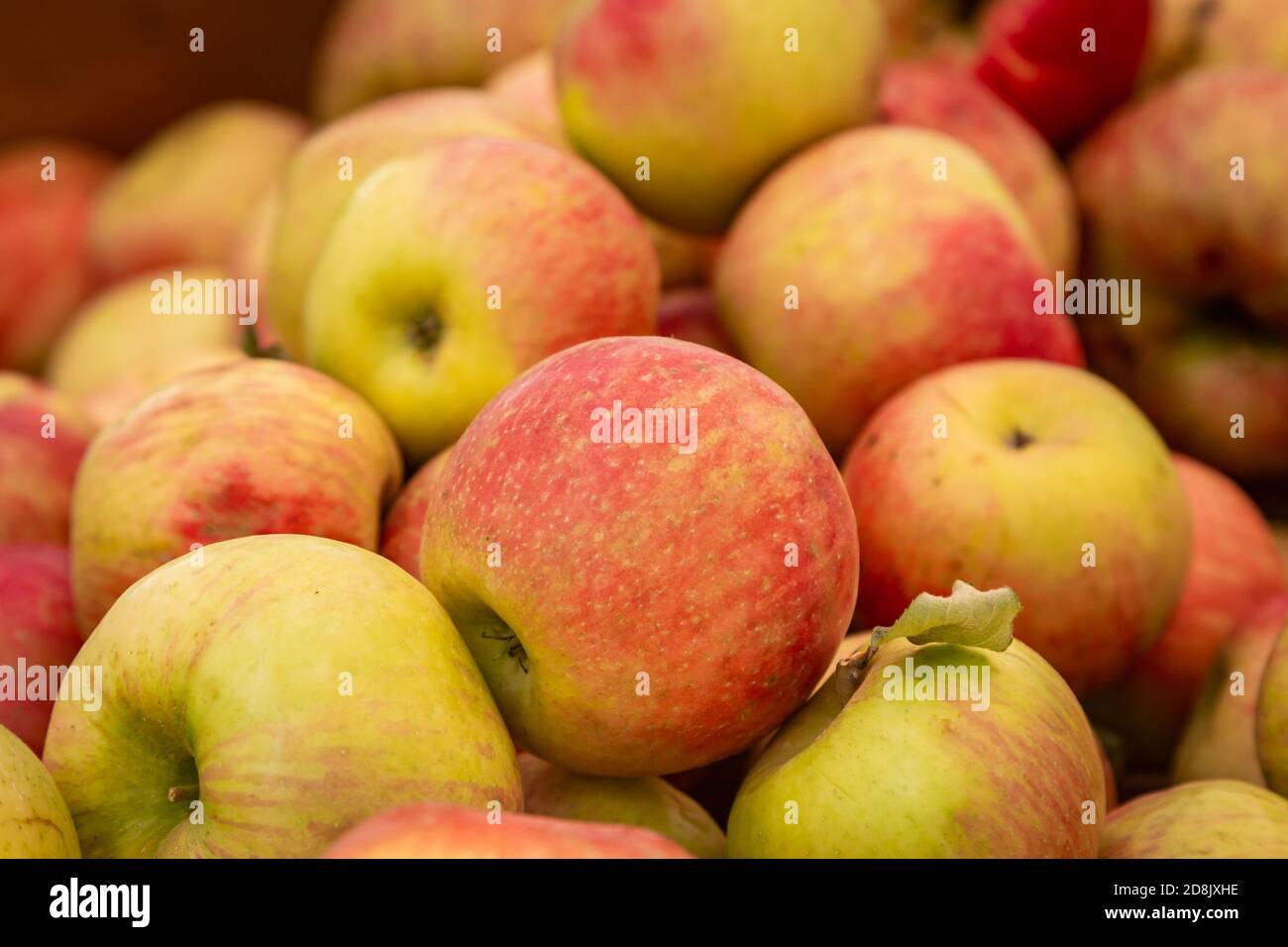 A full frame photograph of apples for sale on a farmers market stall ...