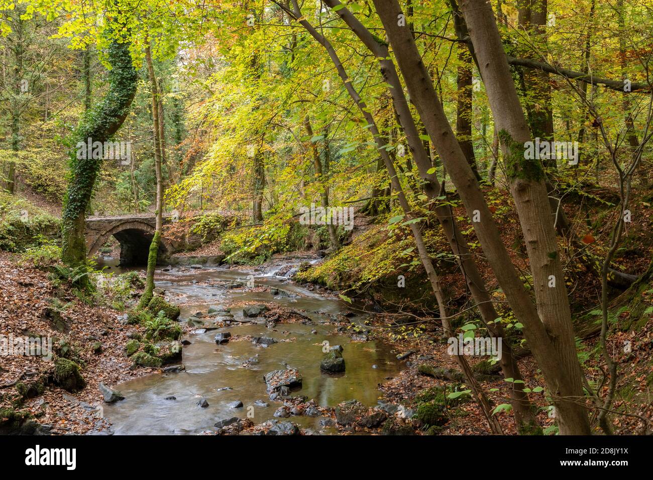 Wepre wood hi-res stock photography and images - Alamy