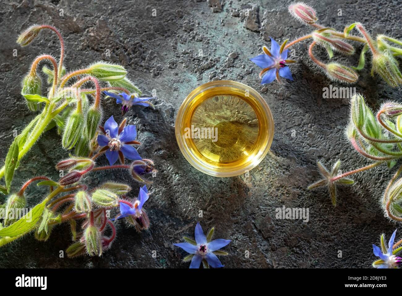 A bowl of borage oil with fresh blooming Borago officinalis plant Stock ...