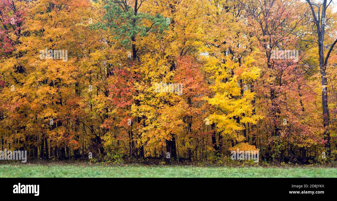 A panoramic view of brilliant autumn colors on a rainy morning in the ...