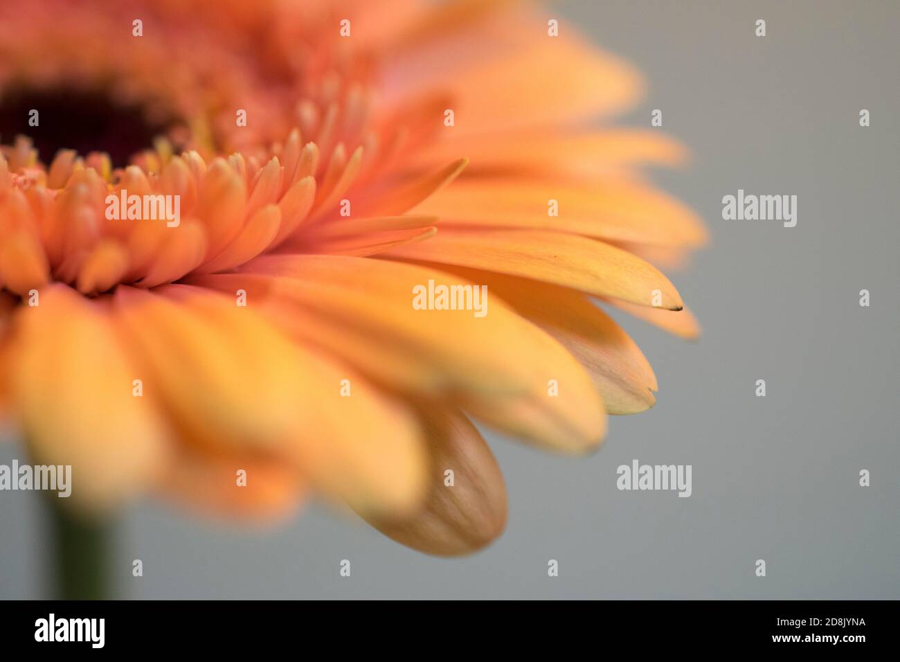 Gerbera flower arrangement hi-res stock photography and images - Alamy