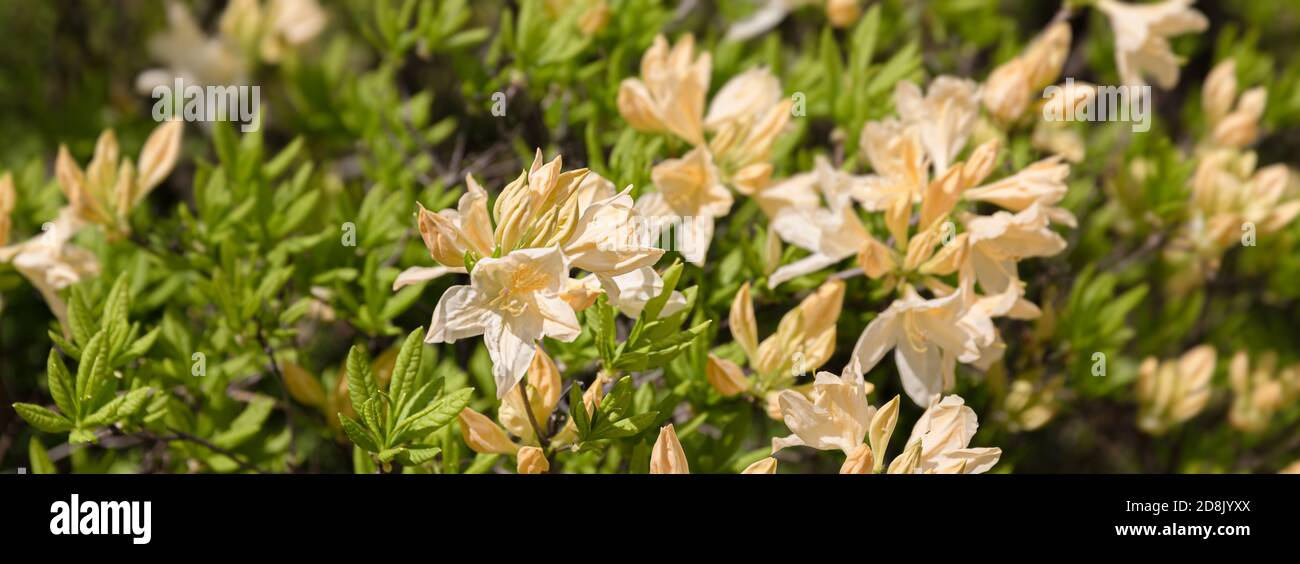 Beautiful outdoor floral background with yellow rhododendrons. Bush of ...