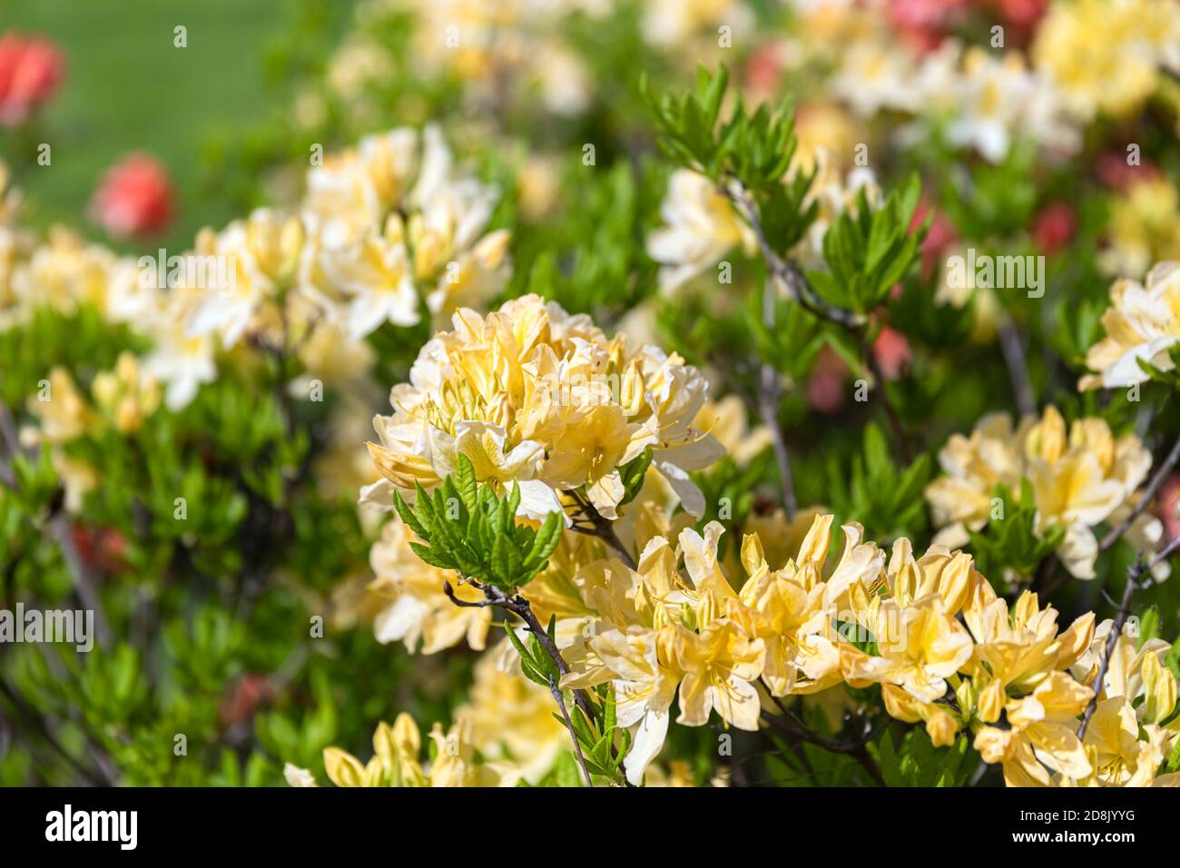 Beautiful outdoor floral background with yellow rhododendrons. Bush of ...