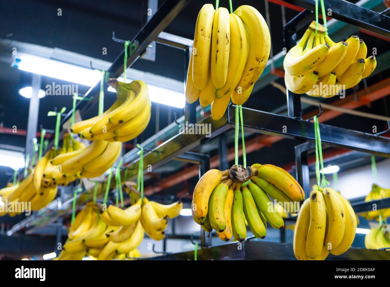 Fresh bananas in the vegetable section of the grocery store Stock Photo ...