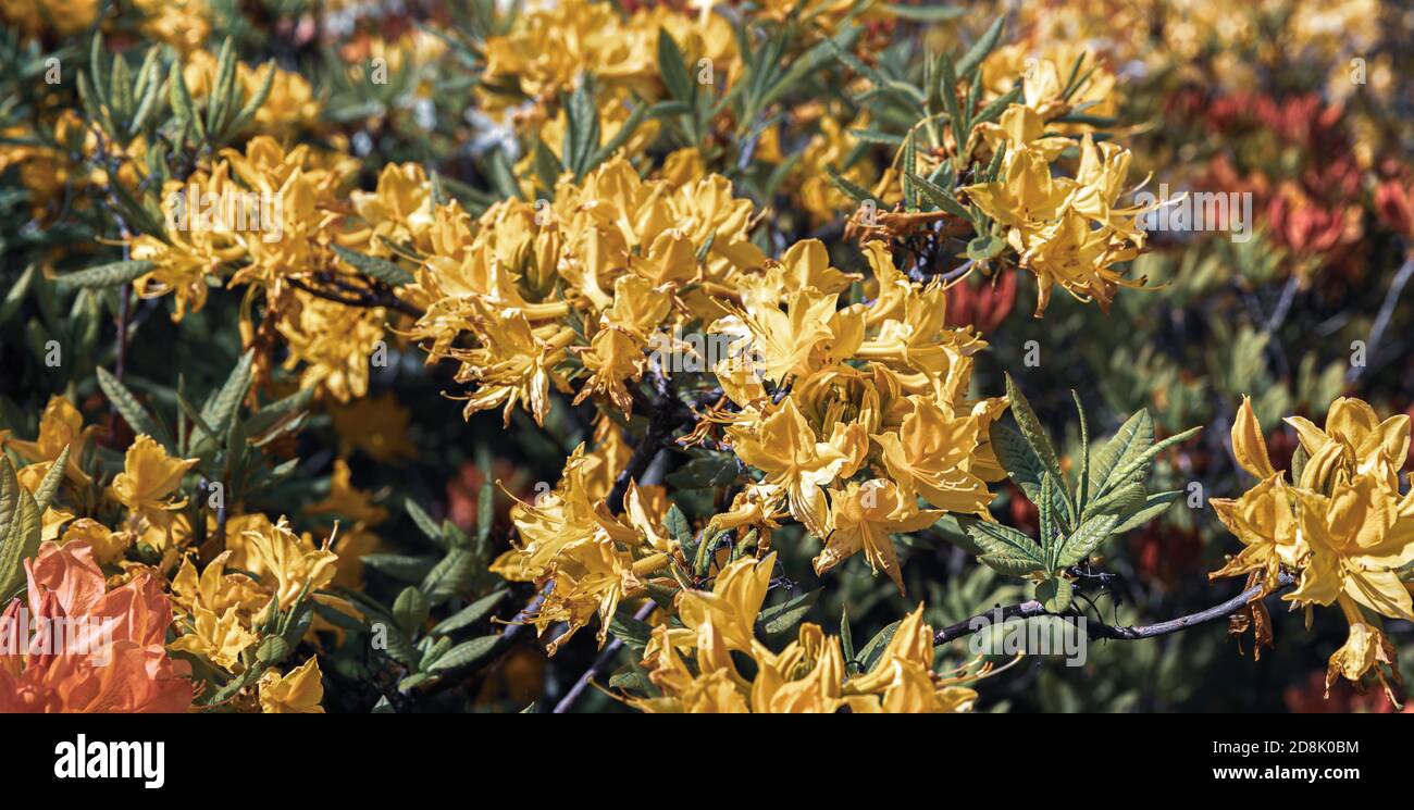 Beautiful outdoor floral background with yellow rhododendrons. Bush of ...