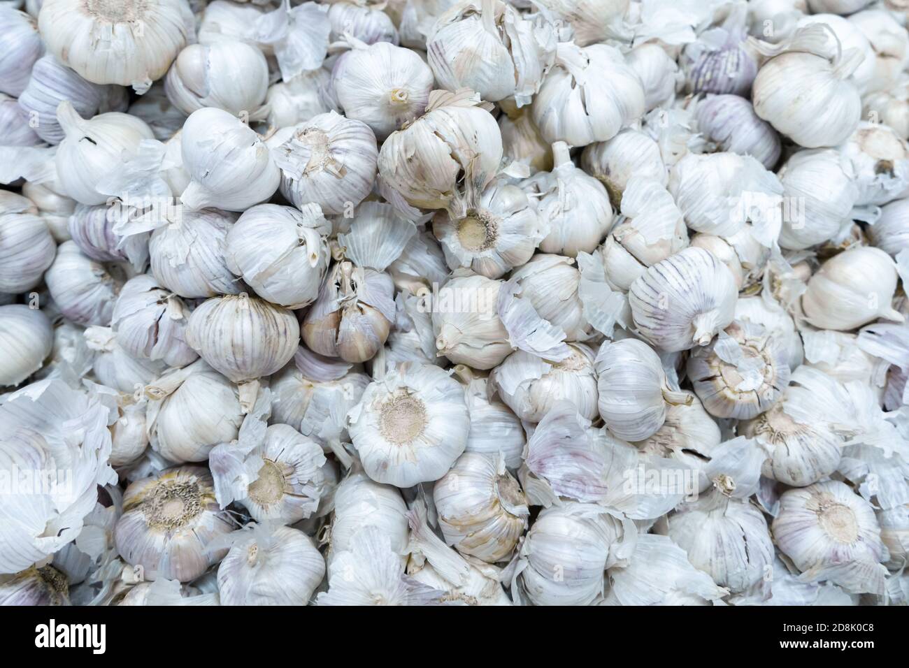 Garlic heads. Lots of garlic. The frame is filled with garlic Stock ...