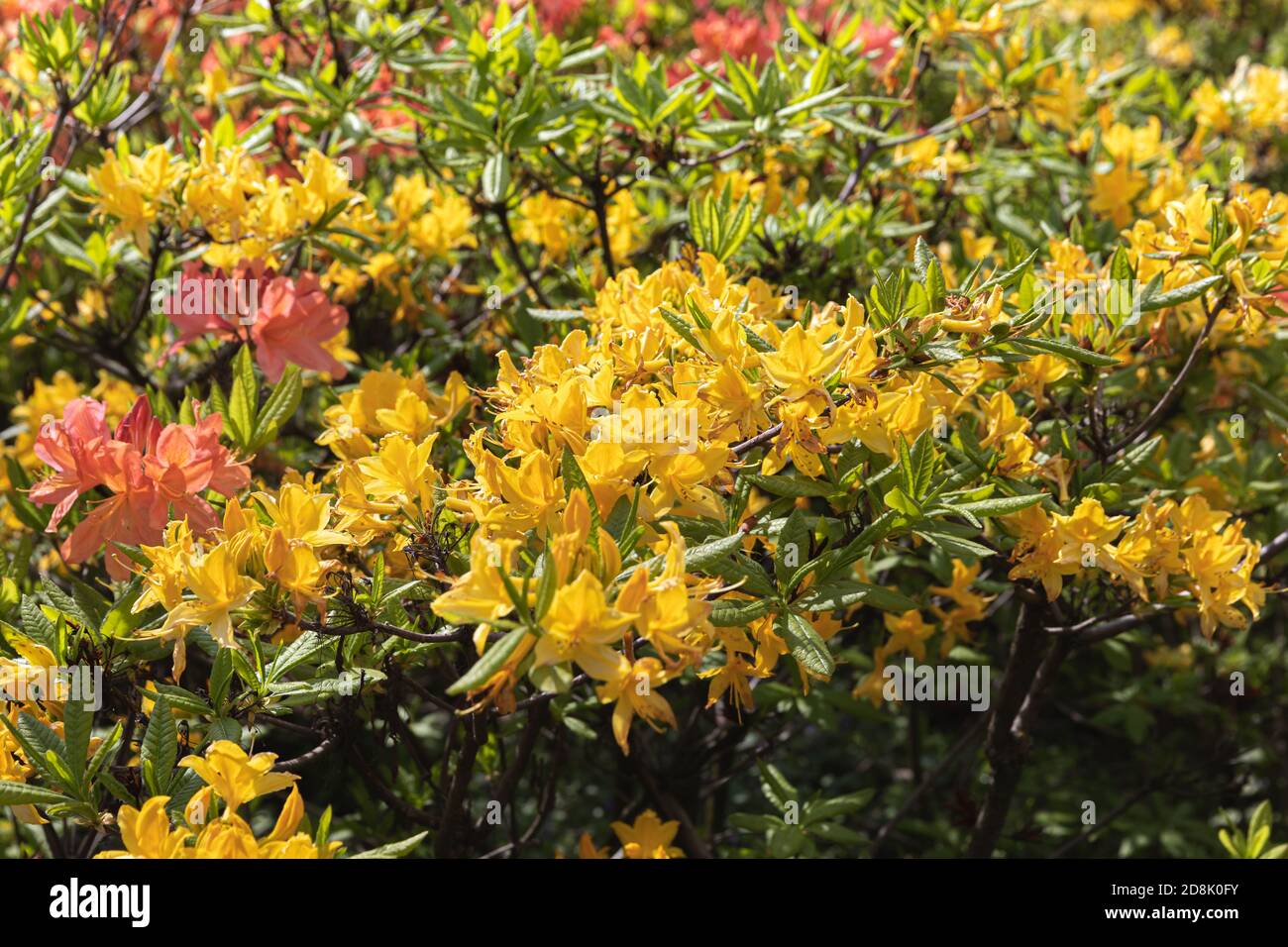 Beautiful outdoor floral background with yellow rhododendrons. Bush of ...