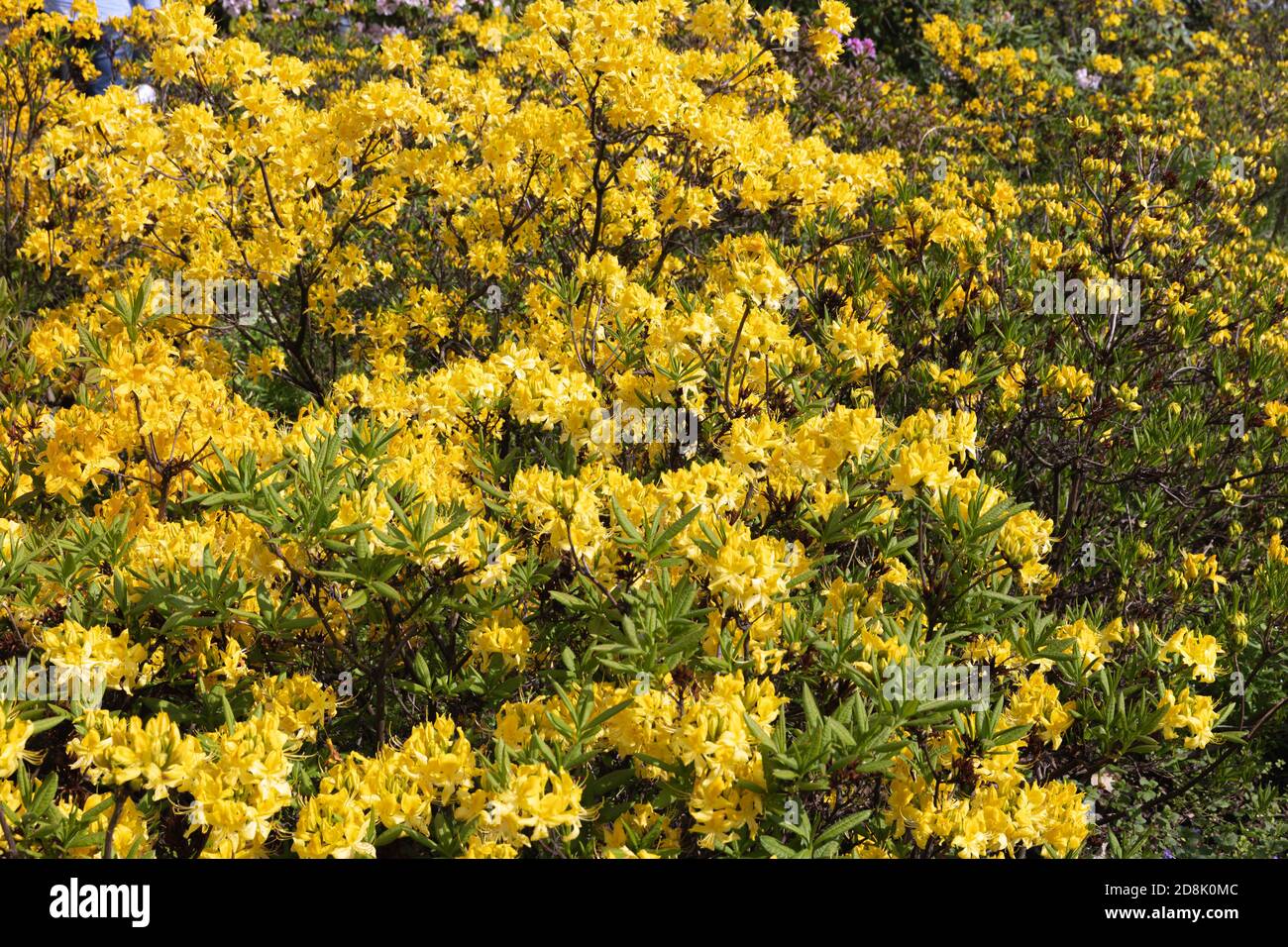 Beautiful outdoor floral background with yellow rhododendrons. Bush of ...