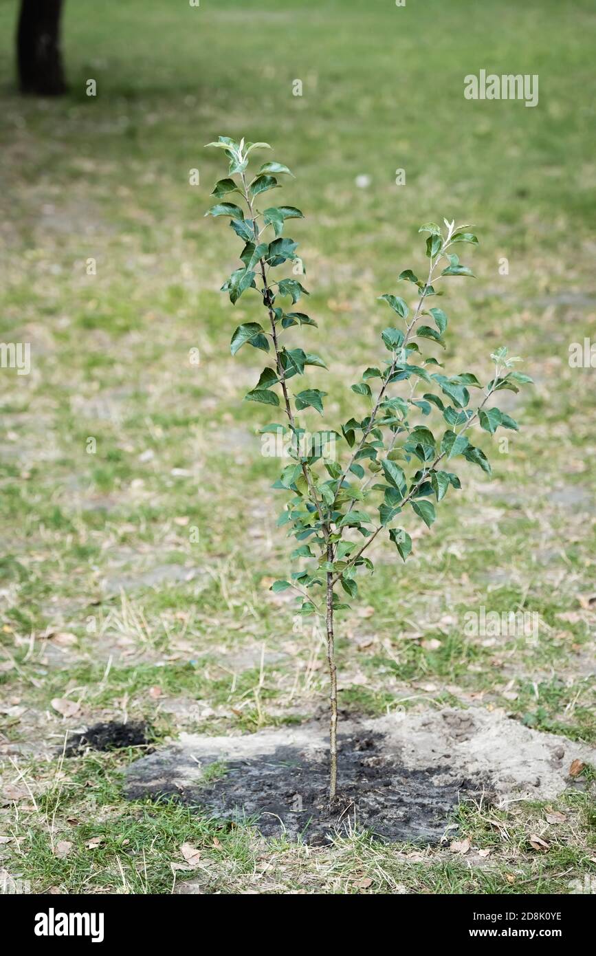 young green tree growing on blurred background, ecology concept Stock ...