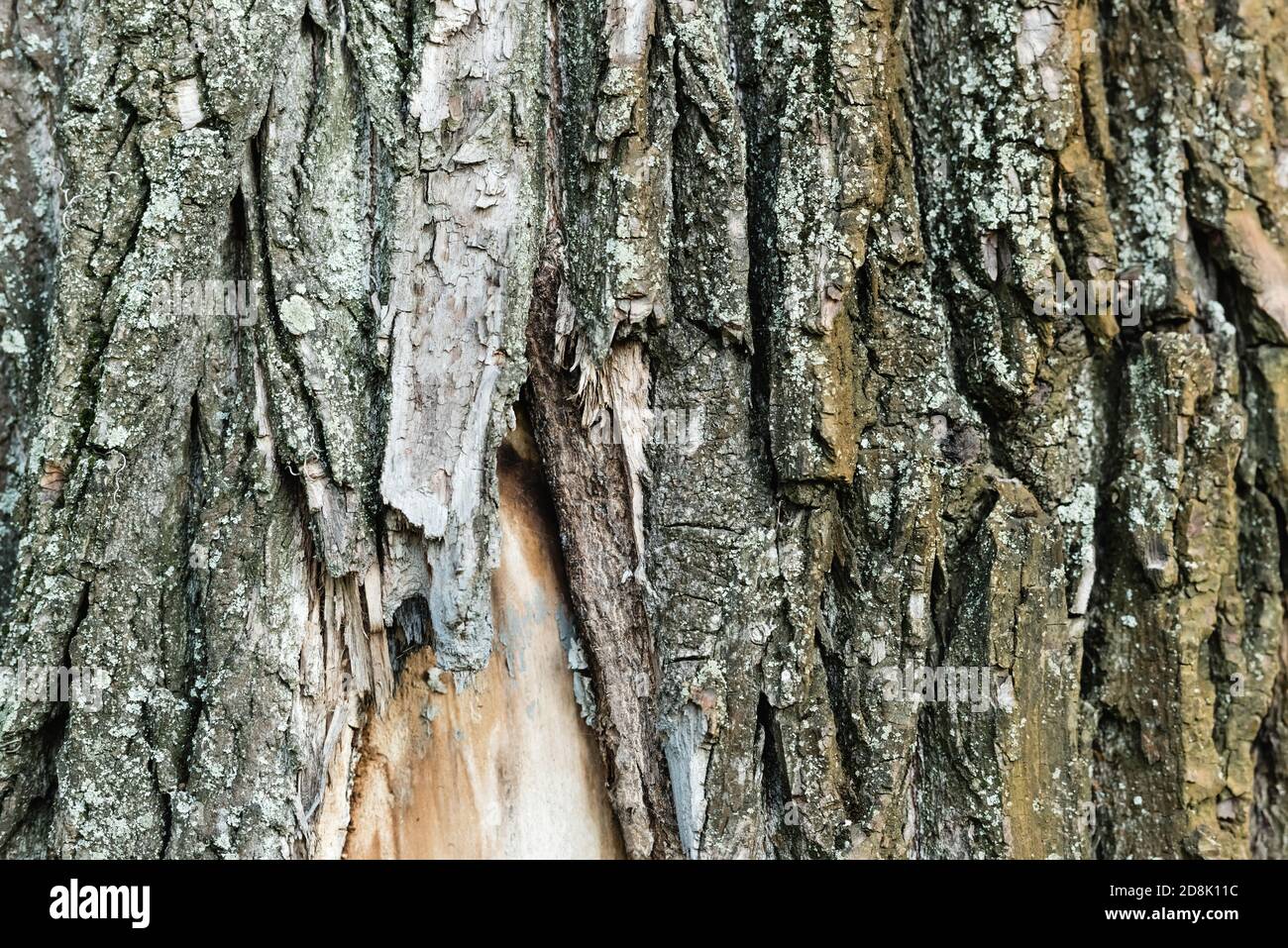close up view of rough bark of aging tree, ecology concept Stock Photo ...