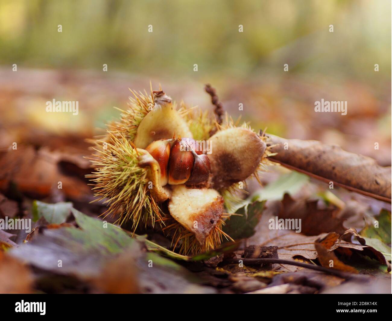 Sweet chestnut (Castanea sativa) fruits in their seed pods on the ...