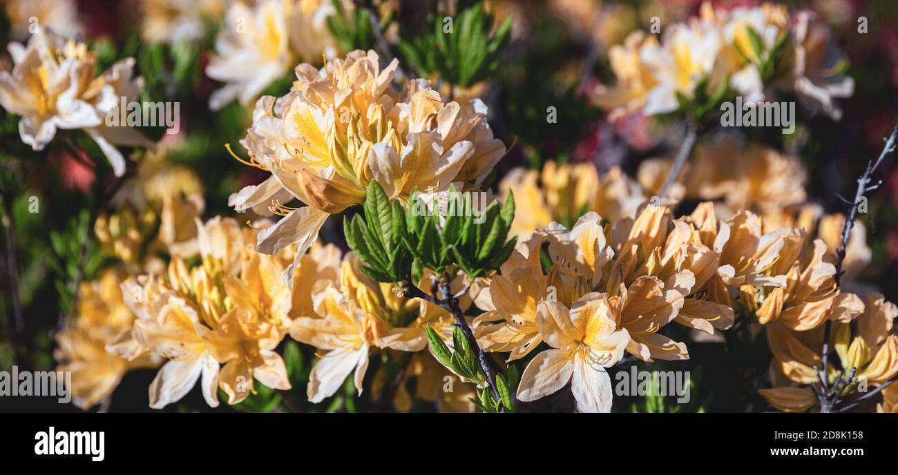 Beautiful outdoor floral background with yellow rhododendrons. Bush of ...