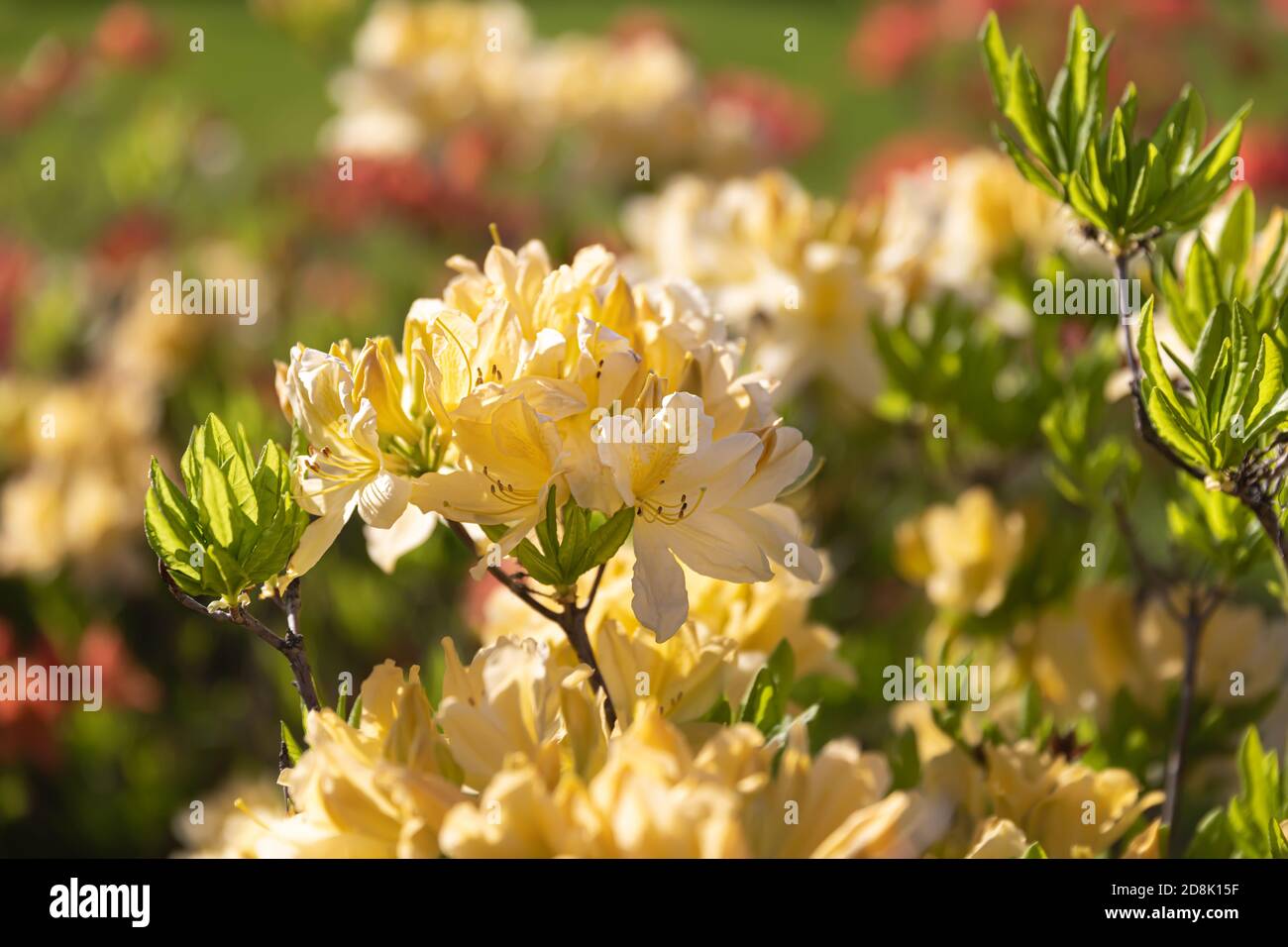 Beautiful outdoor floral background with yellow rhododendrons. Bush of ...