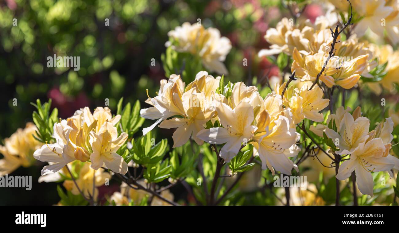 Beautiful outdoor floral background with yellow rhododendrons. Bush of ...