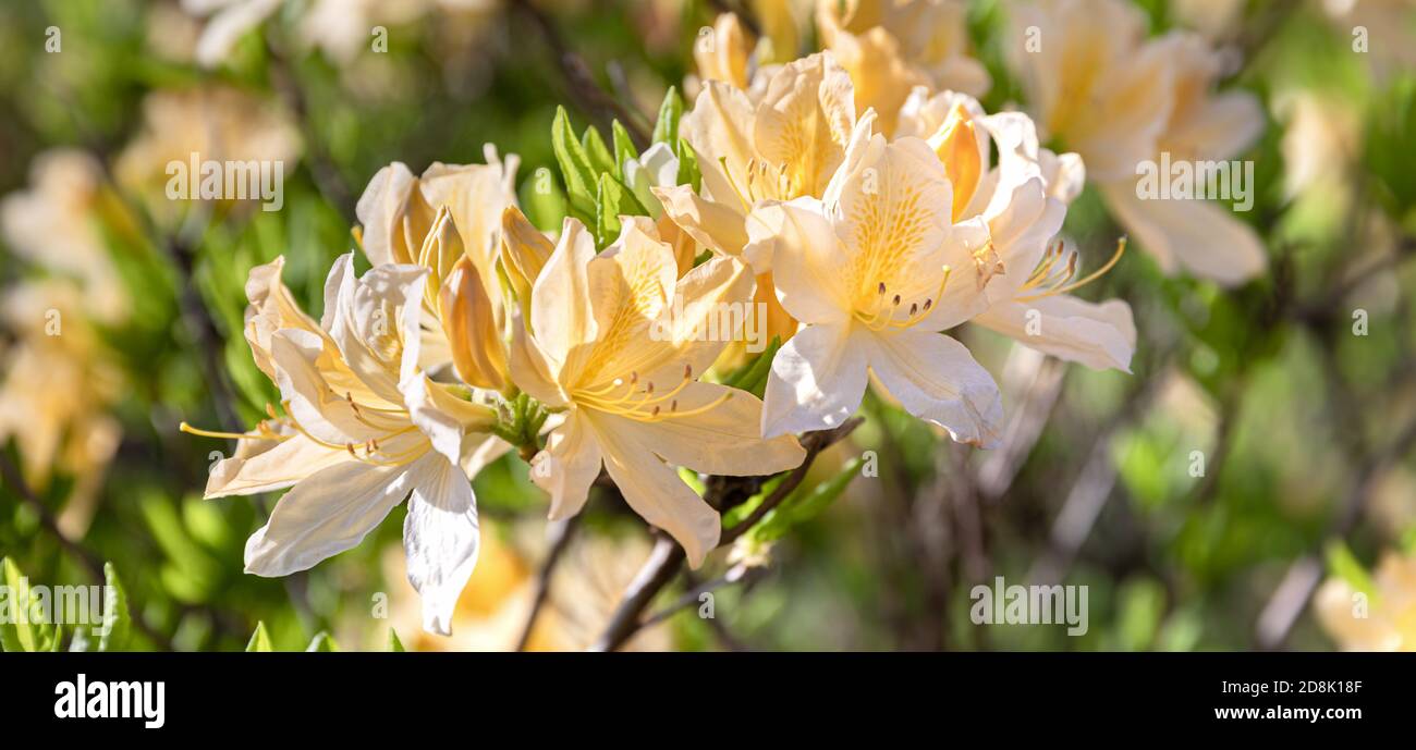 Beautiful outdoor floral background with yellow rhododendrons. Bush of ...