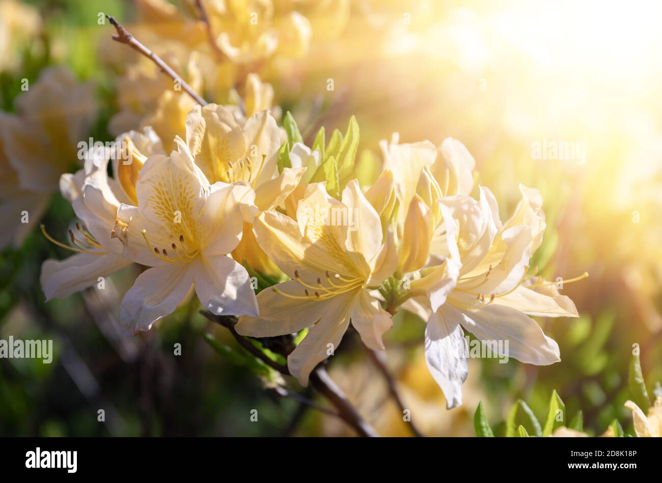 Beautiful outdoor floral background with yellow rhododendrons. Bush of ...