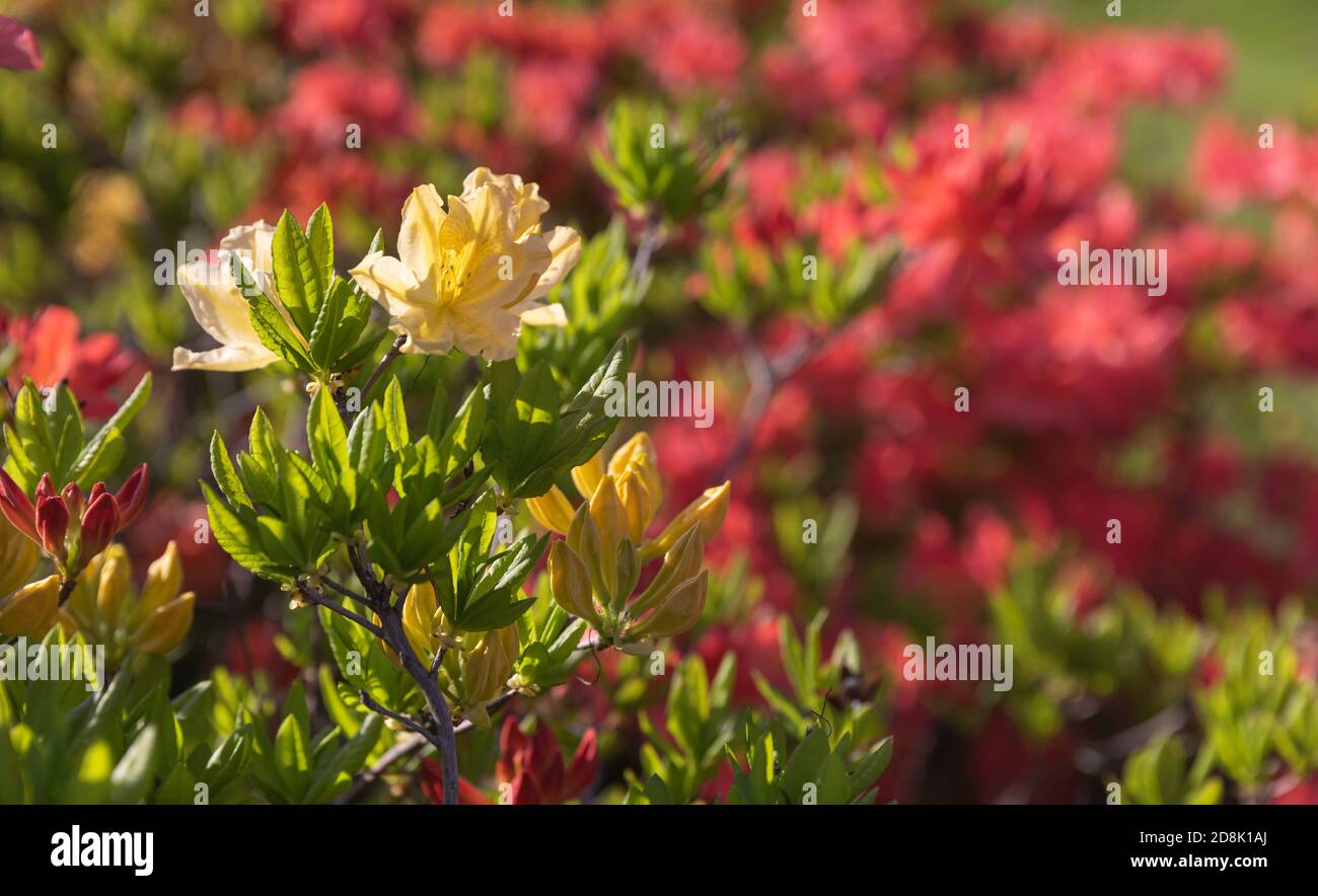 Beautiful outdoor floral background with yellow rhododendrons. Bush of ...