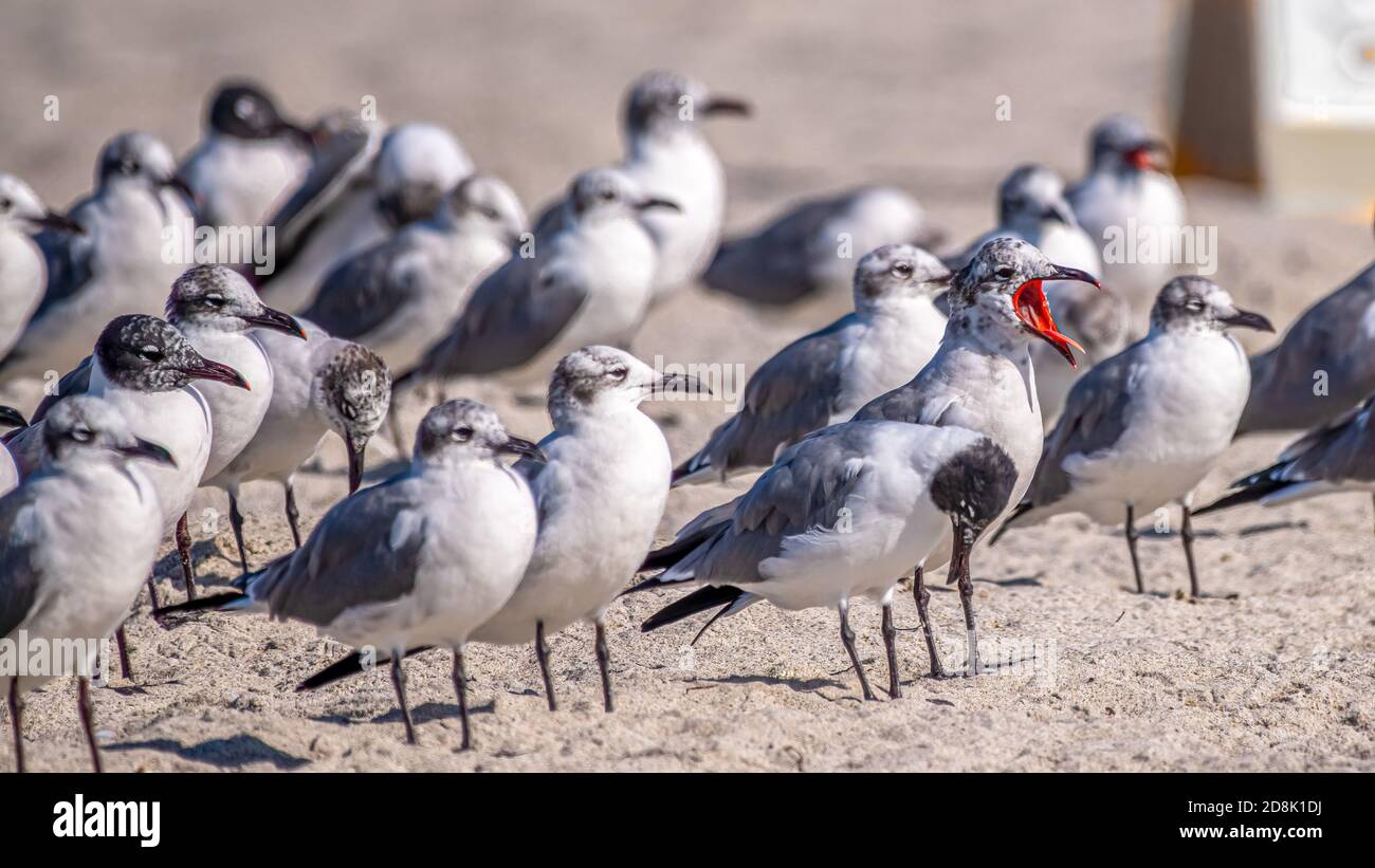 A juvenile laughing gull (Leucophaeus atricilla) in a flock of gulls ...
