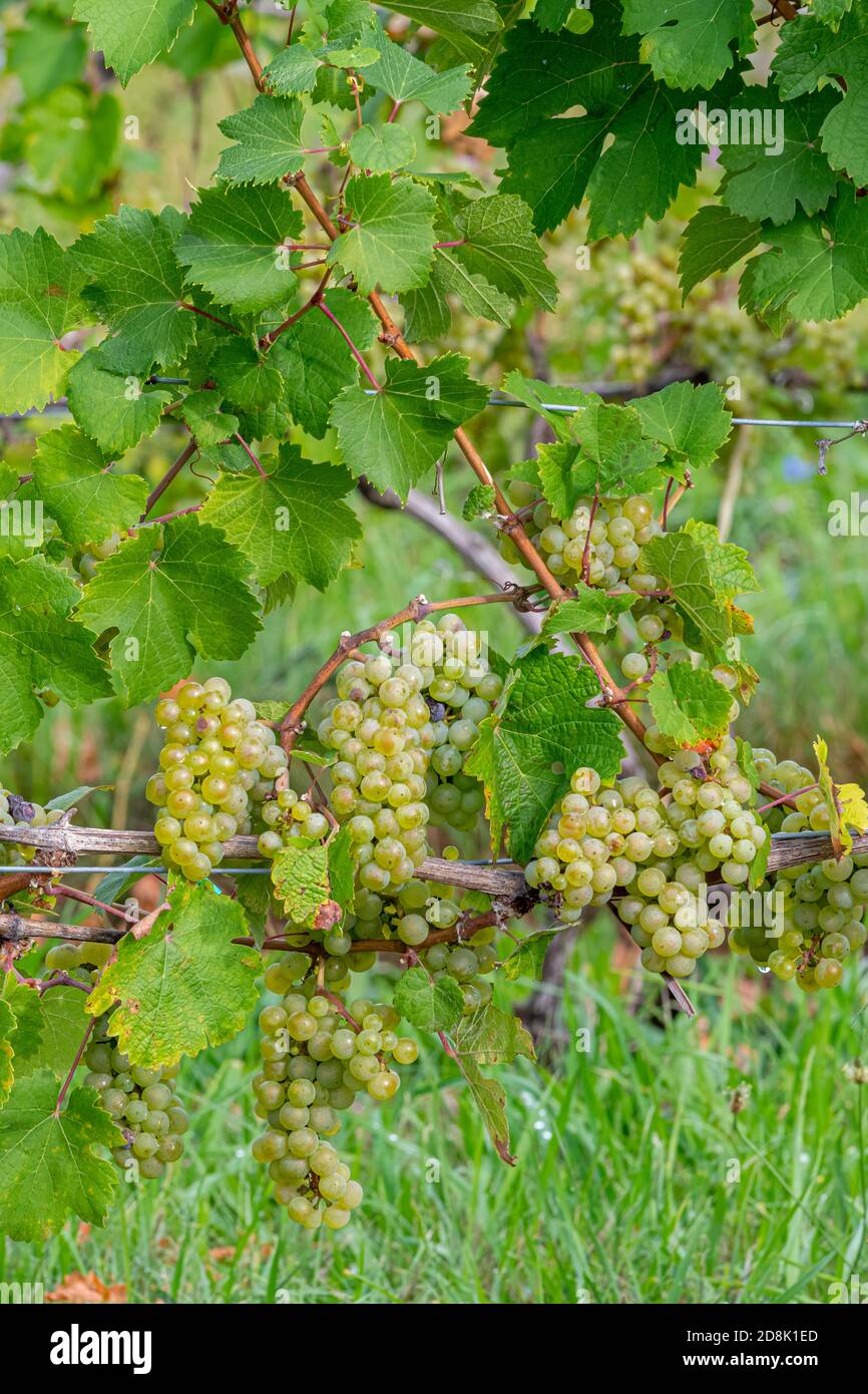 Grapes ripening on vines on Old Mission Peninsula near Traverse City ...