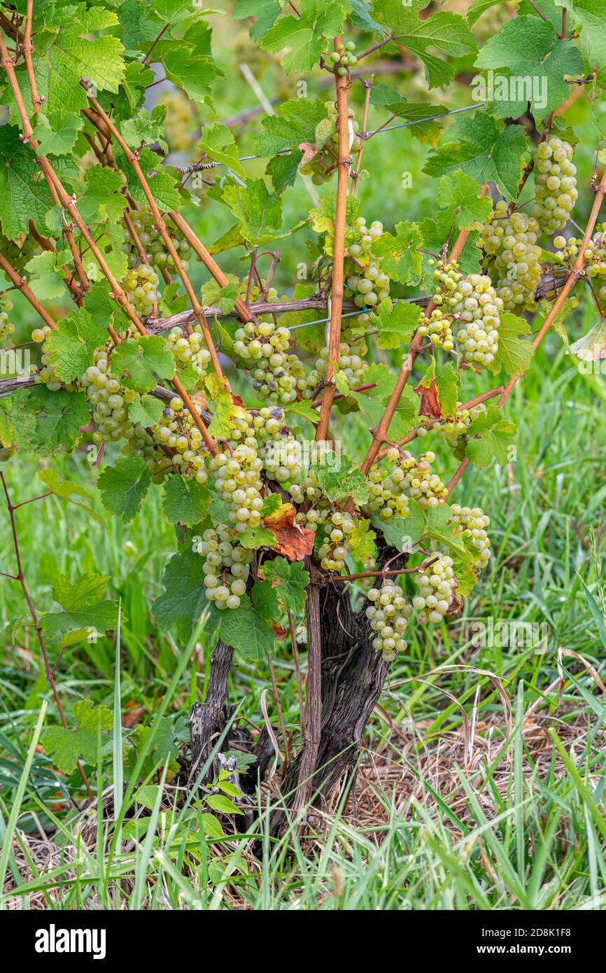 Grapes ripening on vines on Old Mission Peninsula near Traverse City ...