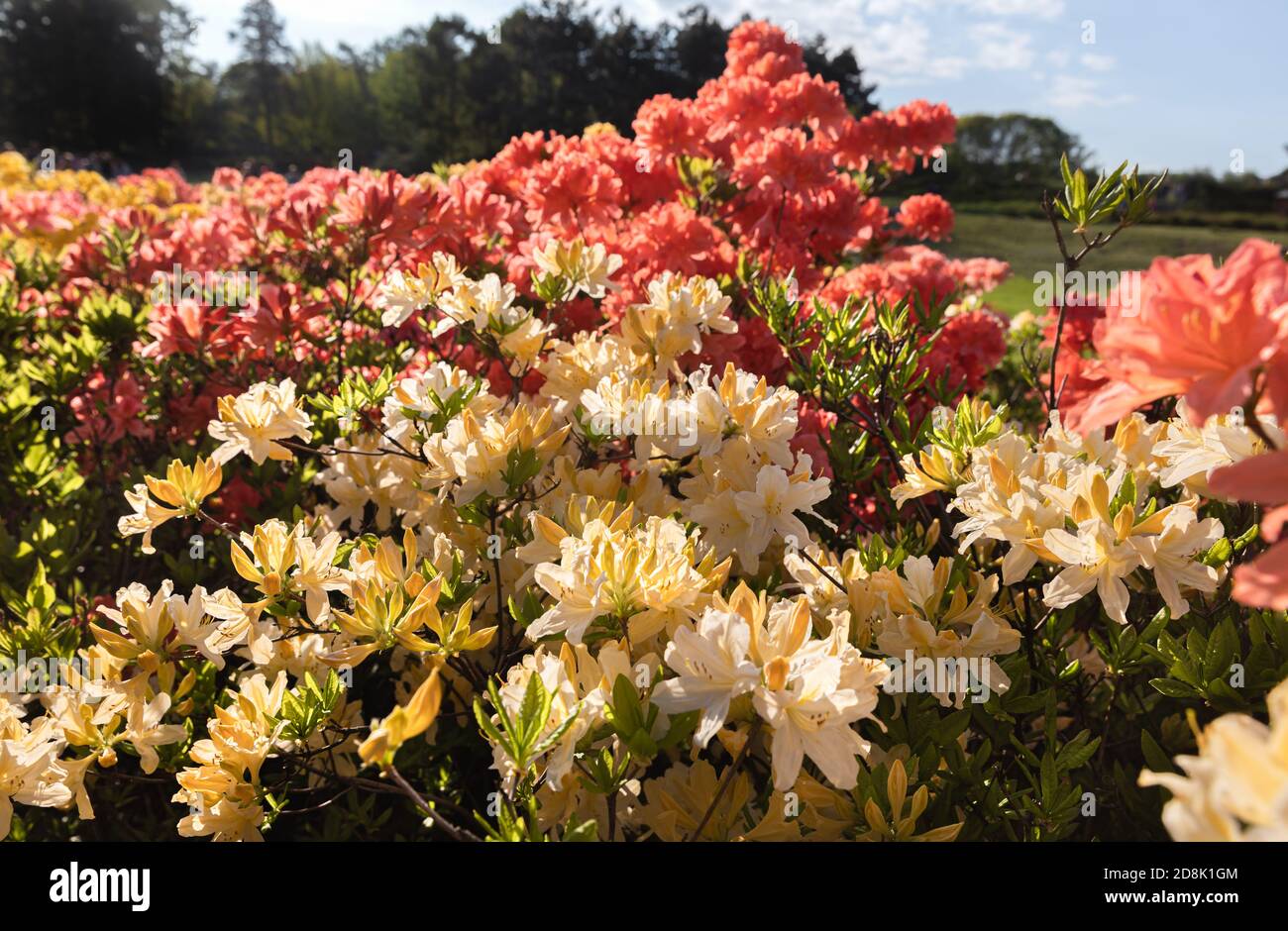 Beautiful outdoor floral background with yellow rhododendrons. Bush of ...