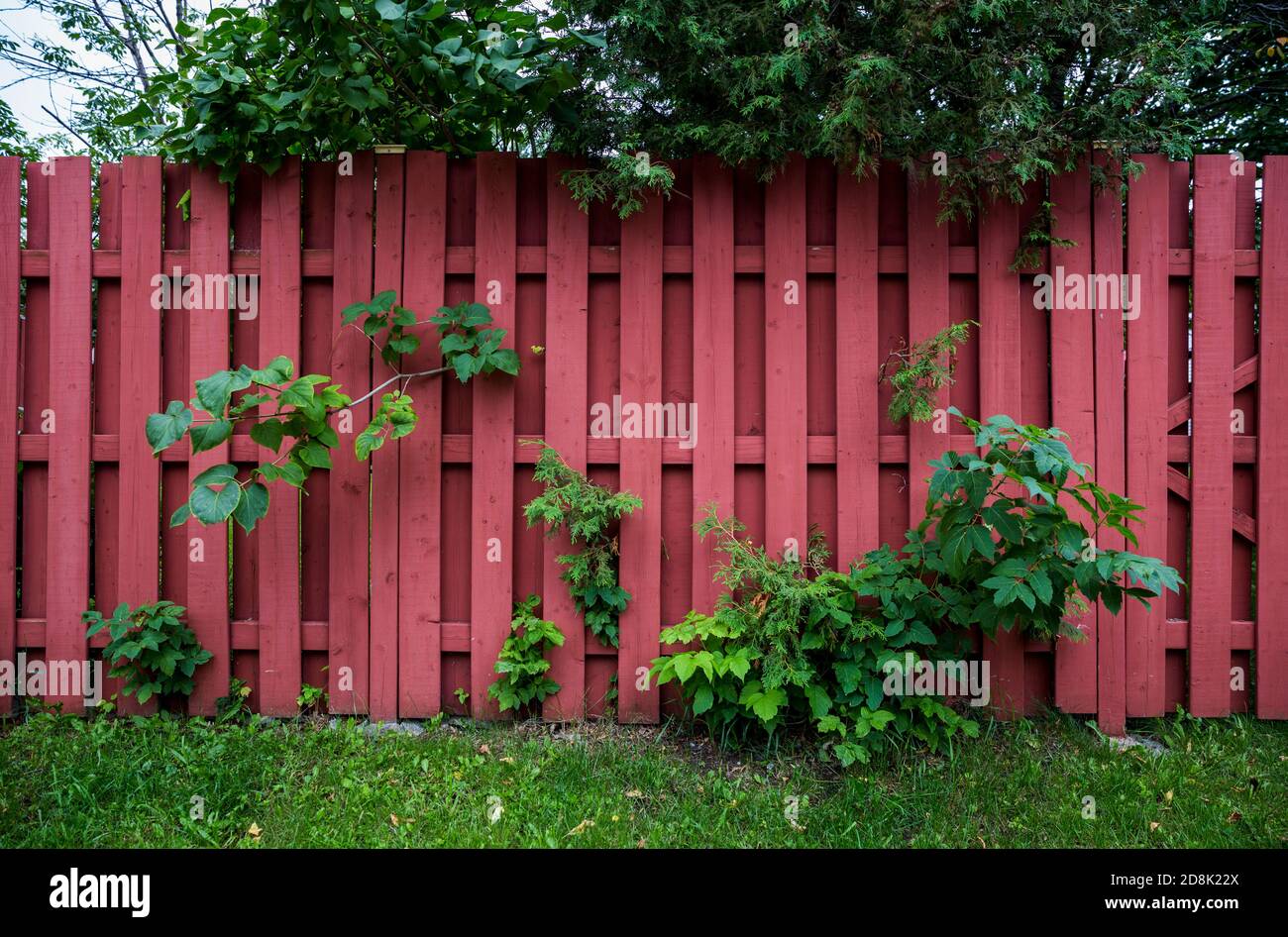 Greenery poking through a red fence from a garden in Longueuil, Quebec ...