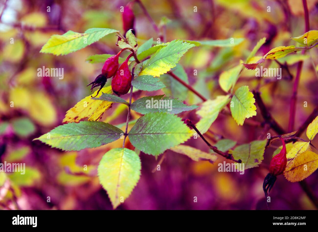 Green red yellow dog rose Rosa canina leaves background. Creative ...