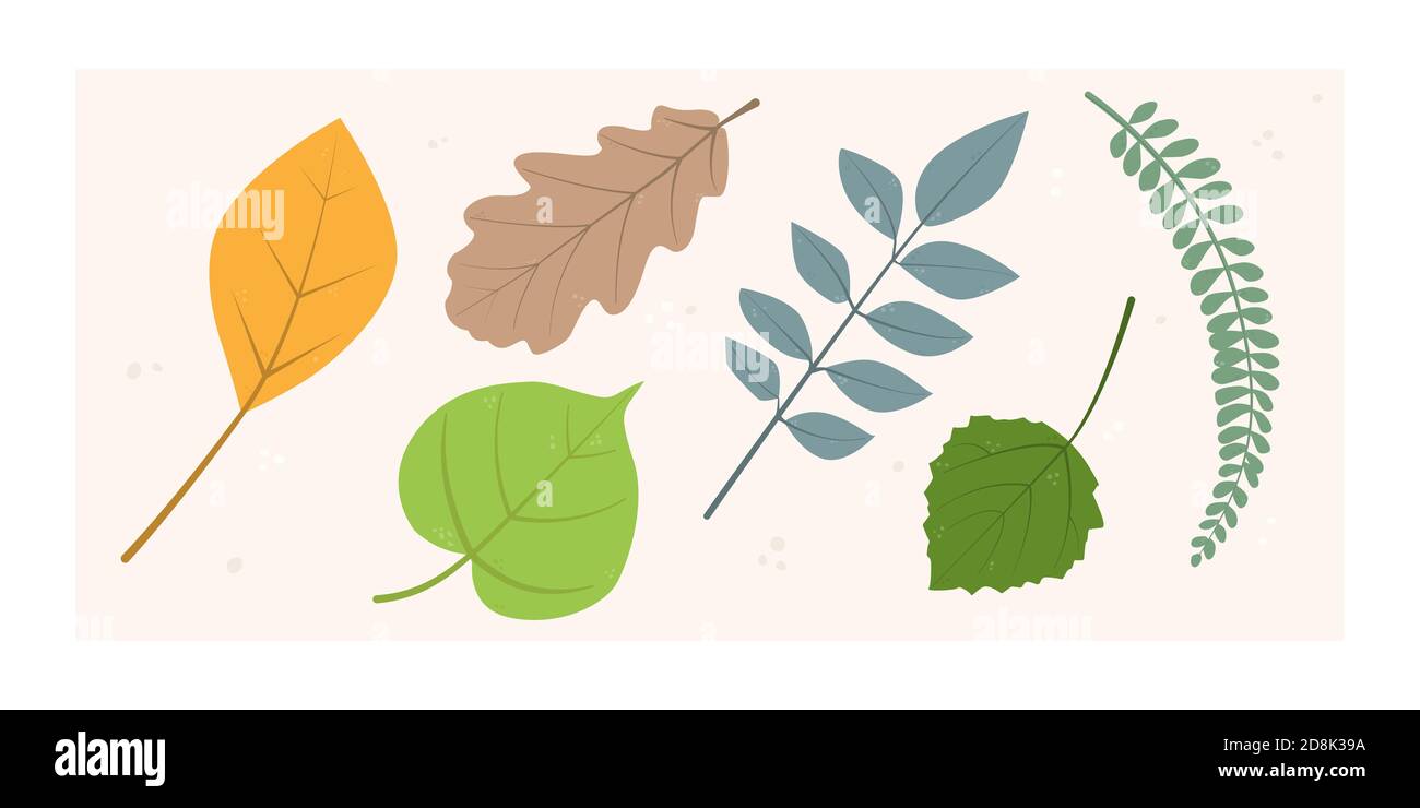 Vector set of stylized leaves of various trees. Illustration for flat ...