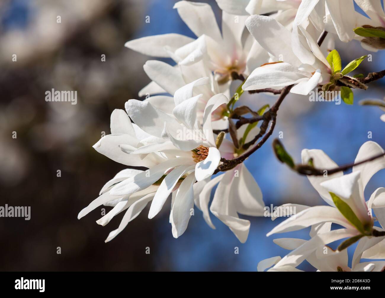 Magnolia kobus. Blooming tree with white flowers Stock Photo - Alamy