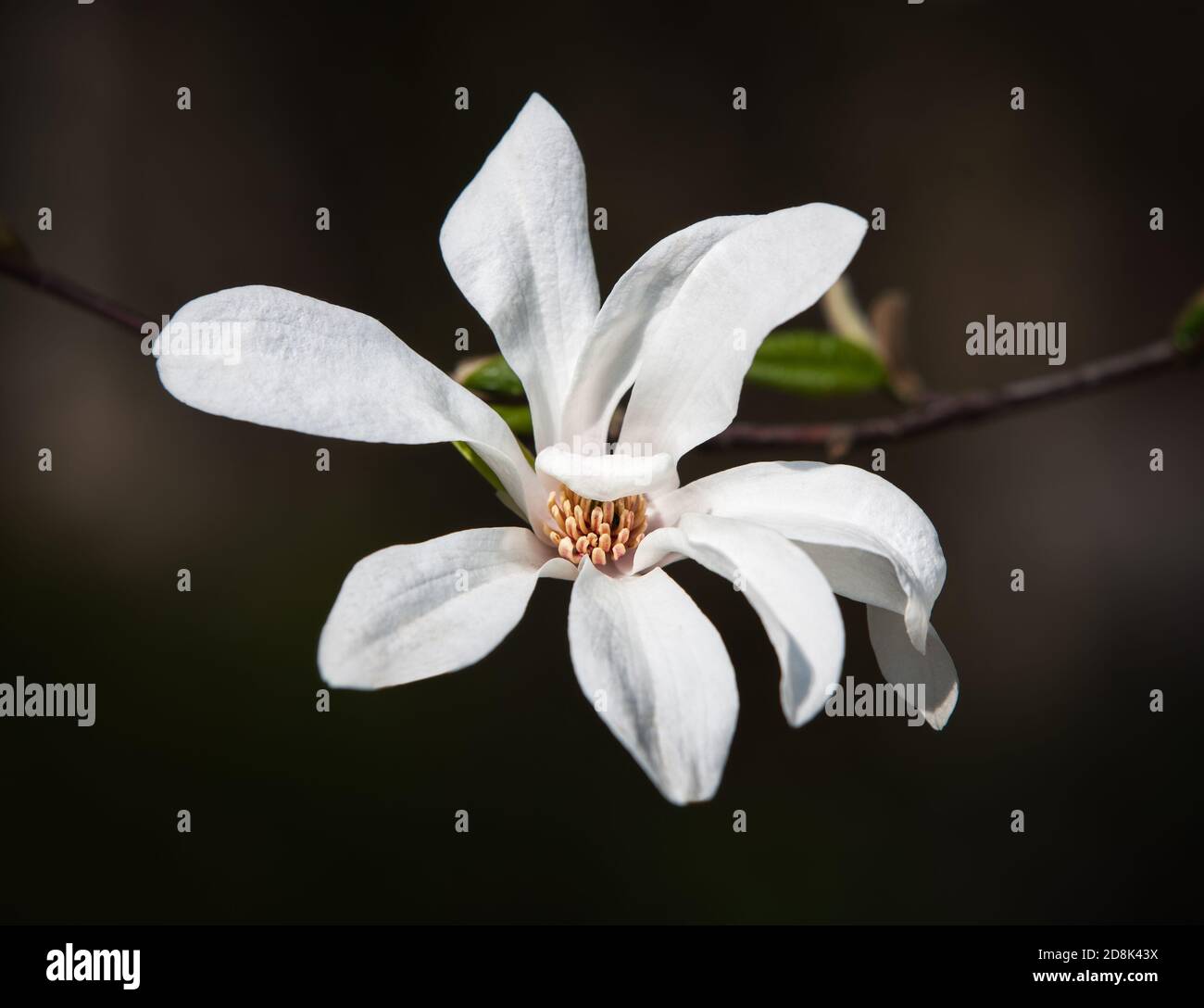 Magnolia kobus. Blooming tree with white flowers Stock Photo - Alamy