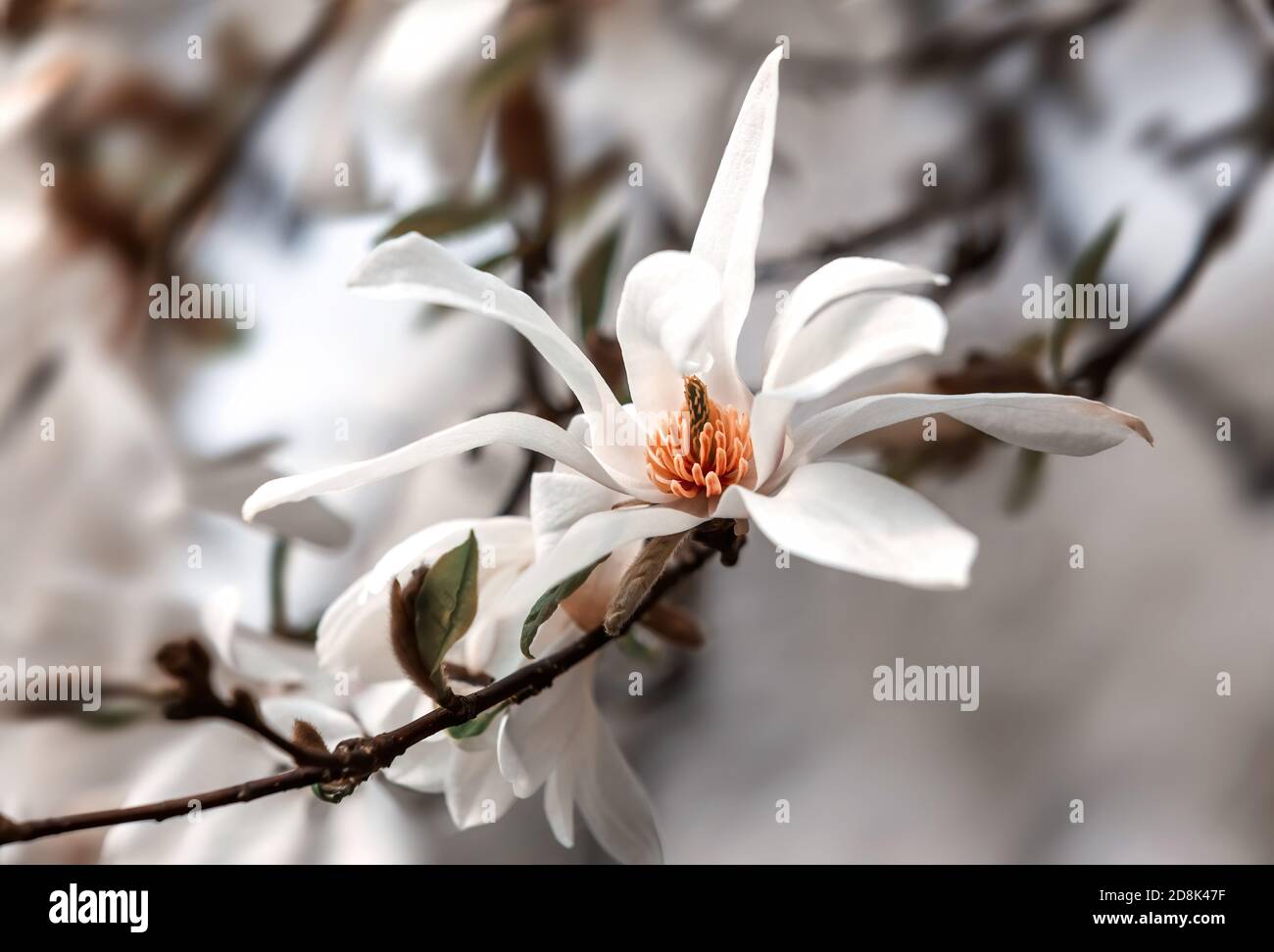 Magnolia kobus. Blooming tree with white flowers Stock Photo - Alamy