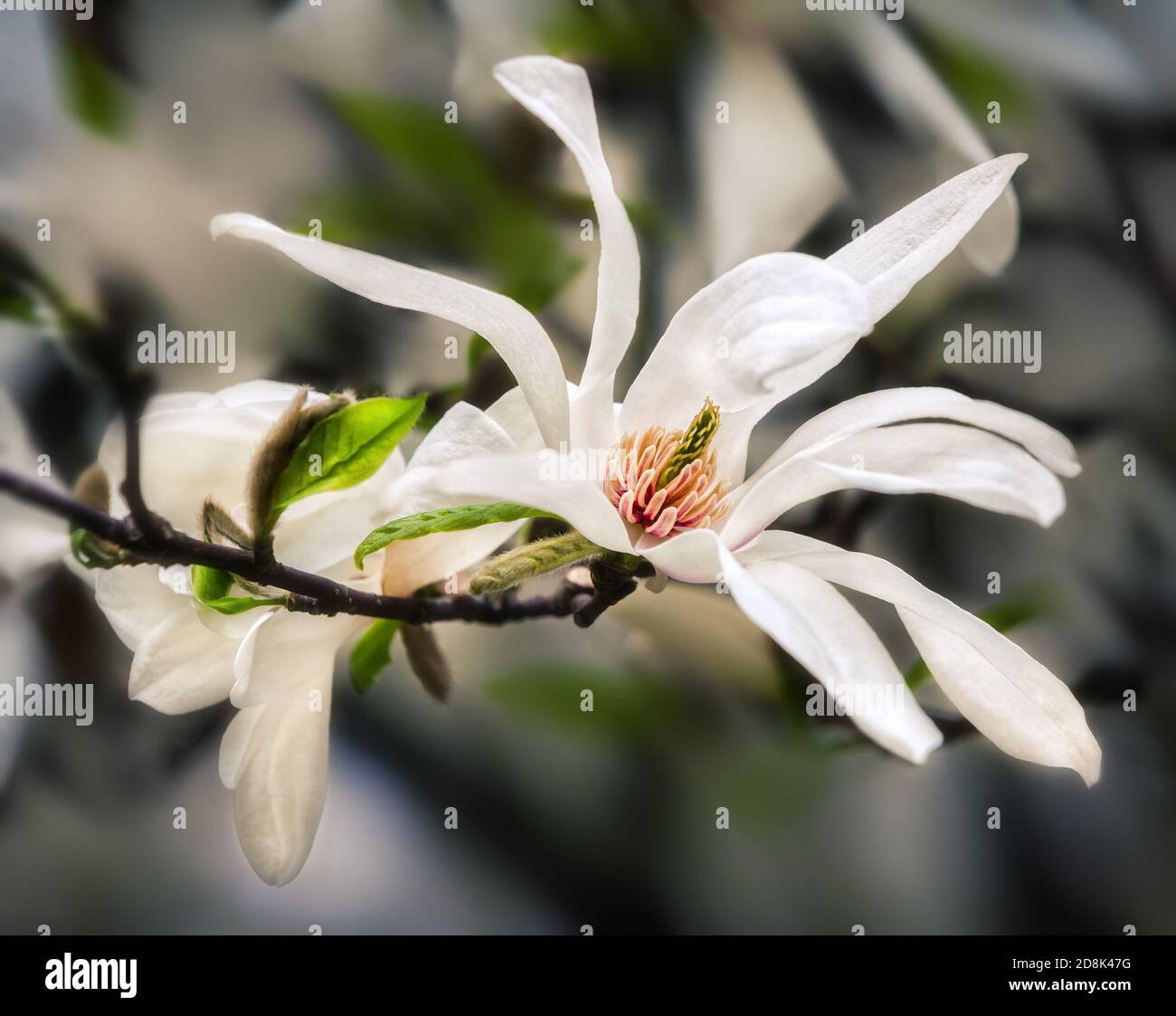 Magnolia kobus. Soft focus image of blooming tree with white flowers ...