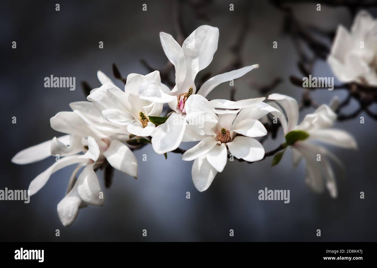Magnolia kobus. Soft focus image of blooming tree with white flowers ...