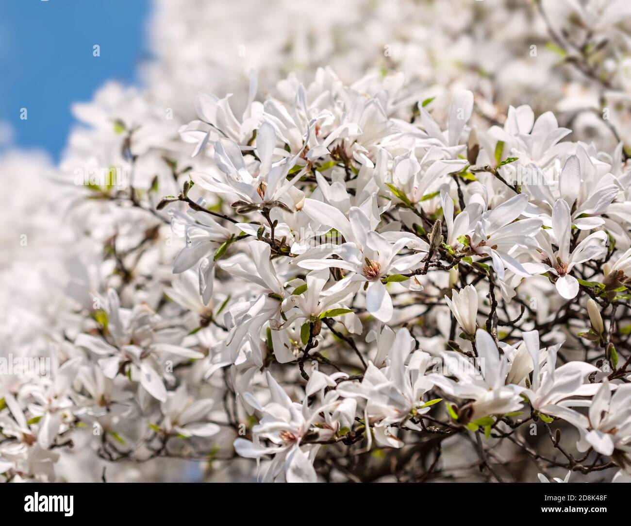 Magnolia kobus. Blooming tree with white flowers Stock Photo - Alamy