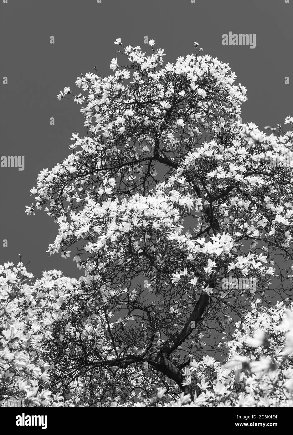 Springtime. Blooming magnolia tree with white flowers. Black and white ...