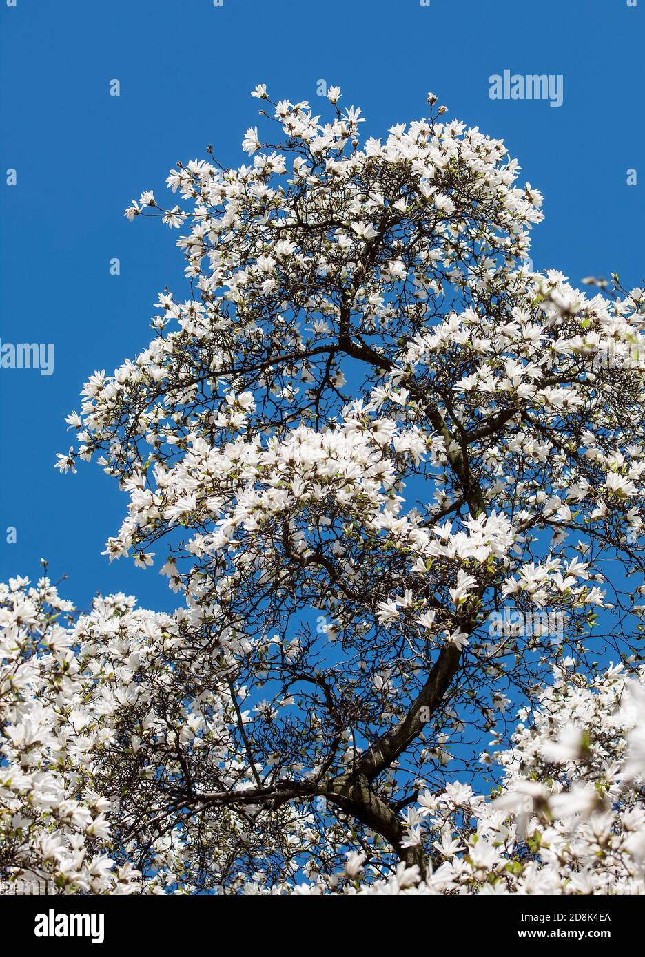 Magnolia kobus. Blooming tree with white flowers against the blue sky ...