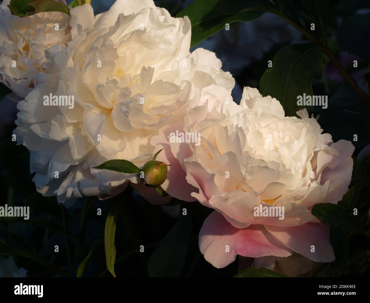 Double bloom hi-res stock photography and images - Alamy