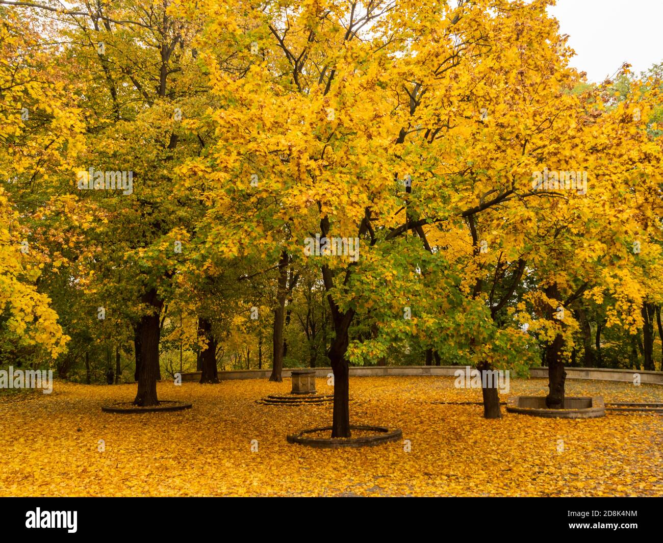 Golden autumn in warsaw hi-res stock photography and images - Alamy