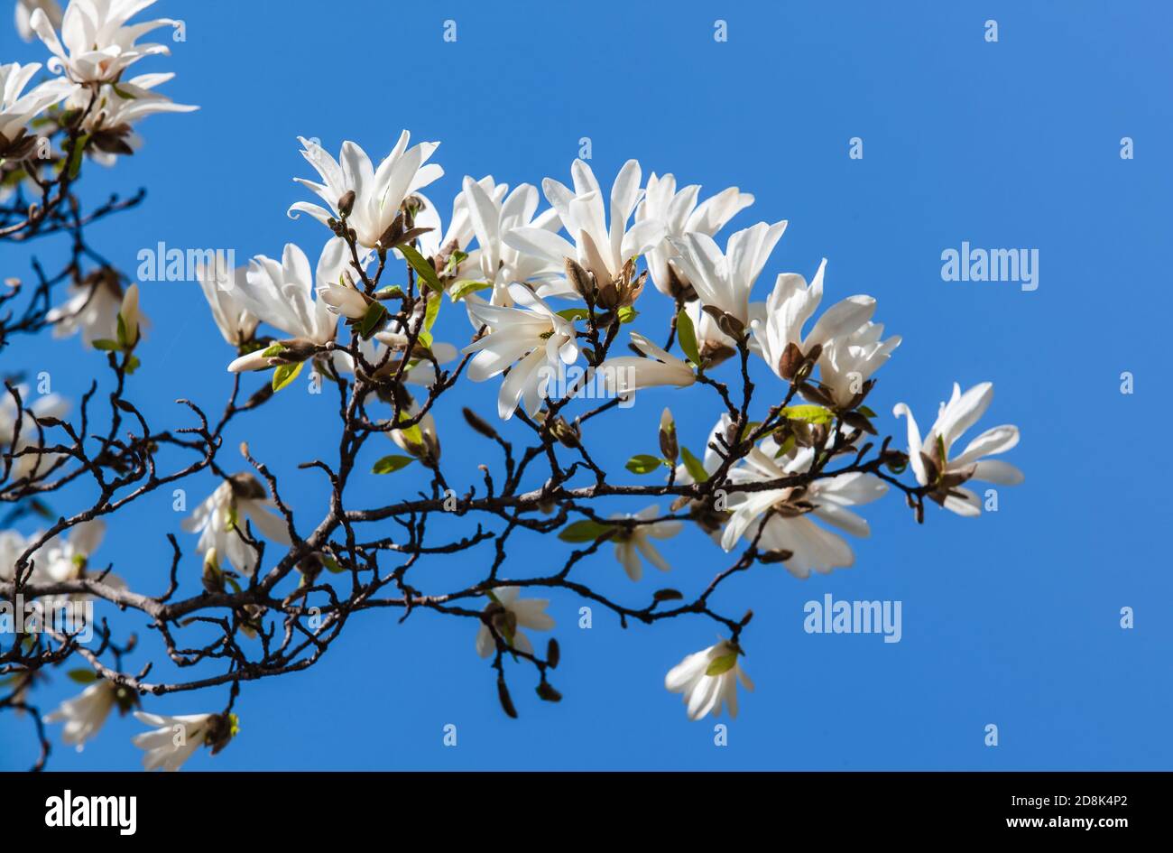 Magnolia kobus. Blooming tree with white flowers Stock Photo - Alamy