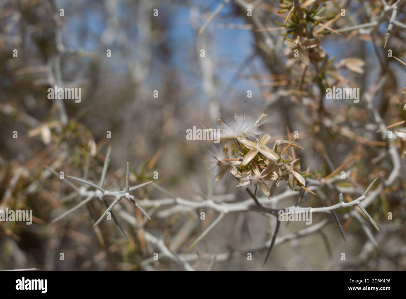 Mature white pappus achene fruit, Cottonthorn, Tetradymia Axillaris ...