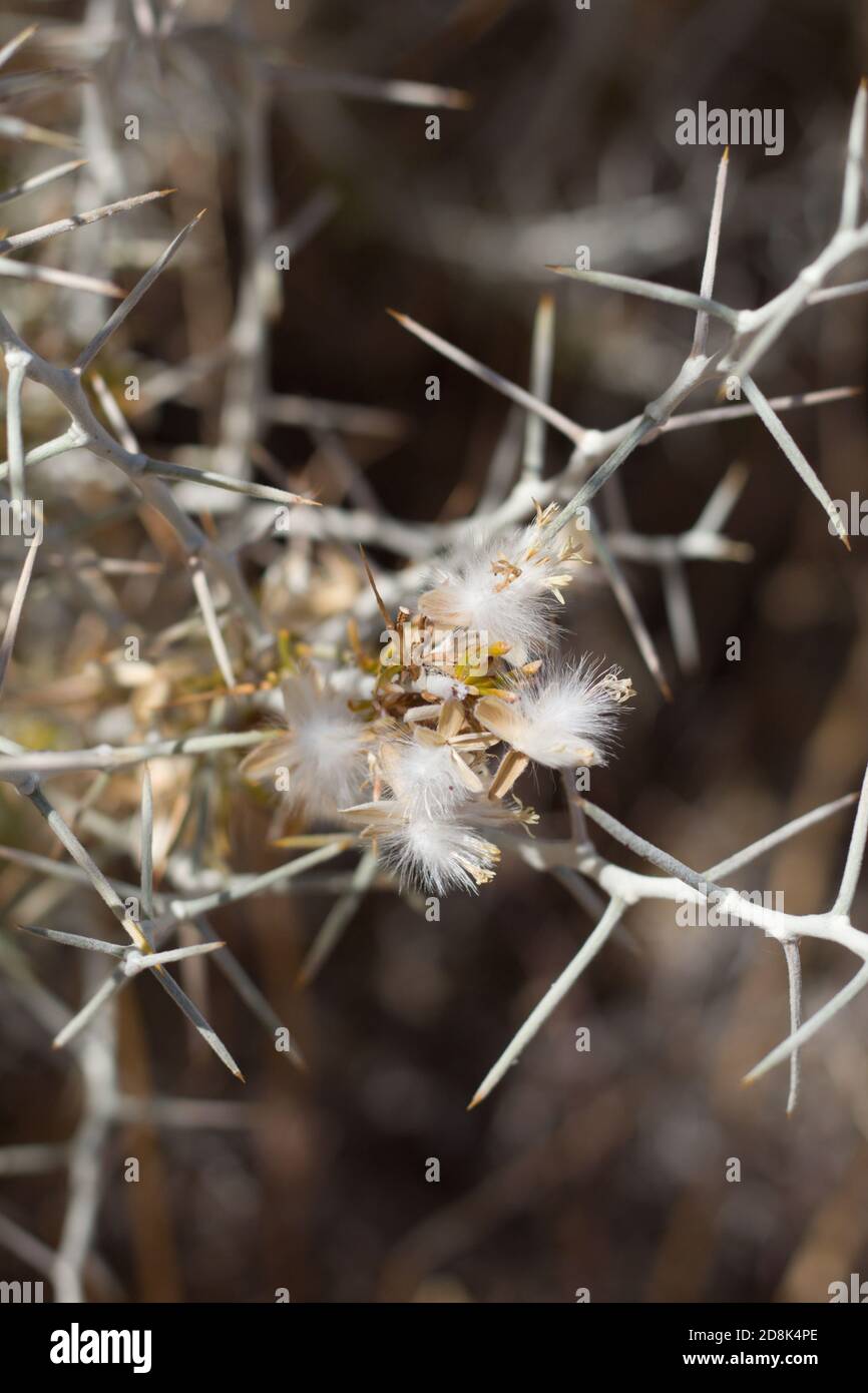 Mature white pappus achene fruit, Cottonthorn, Tetradymia Axillaris ...