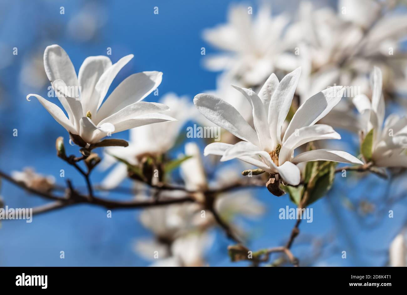 Magnolia kobus. Blooming tree with white flowers Stock Photo - Alamy