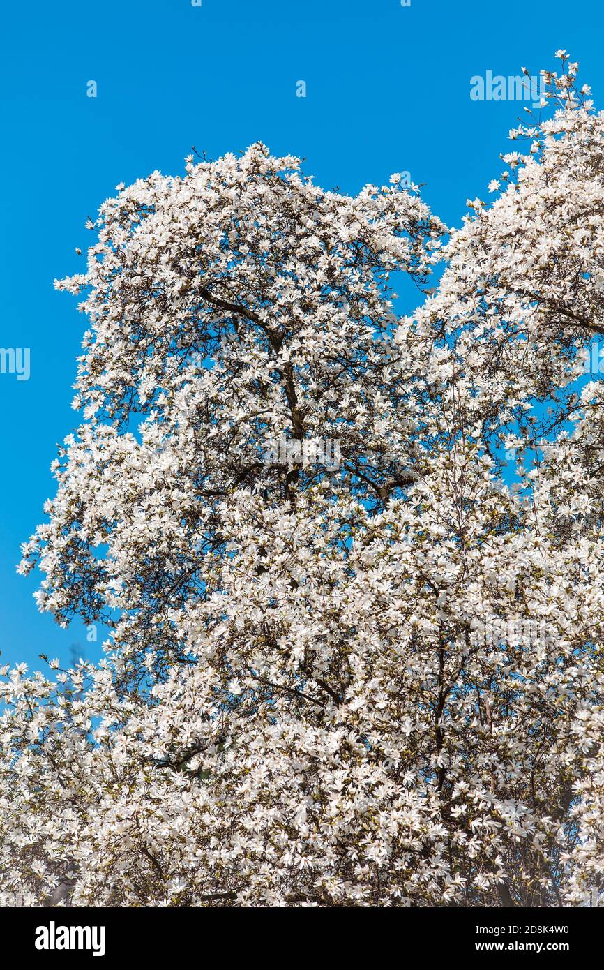 Magnolia kobus. Blooming tree with white flowers Stock Photo - Alamy